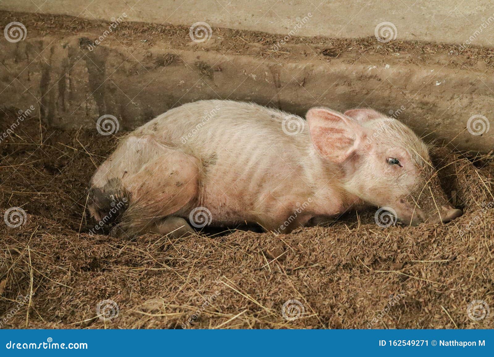 Small Pig is Sick Lying on the Farm Stock Image - Image of pork ...