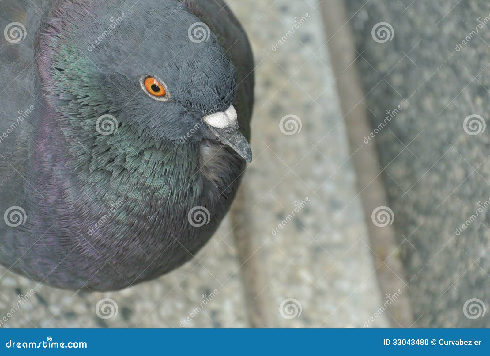 Small pigeon closeup stock photo. Image of prey, pigeon - 33043480