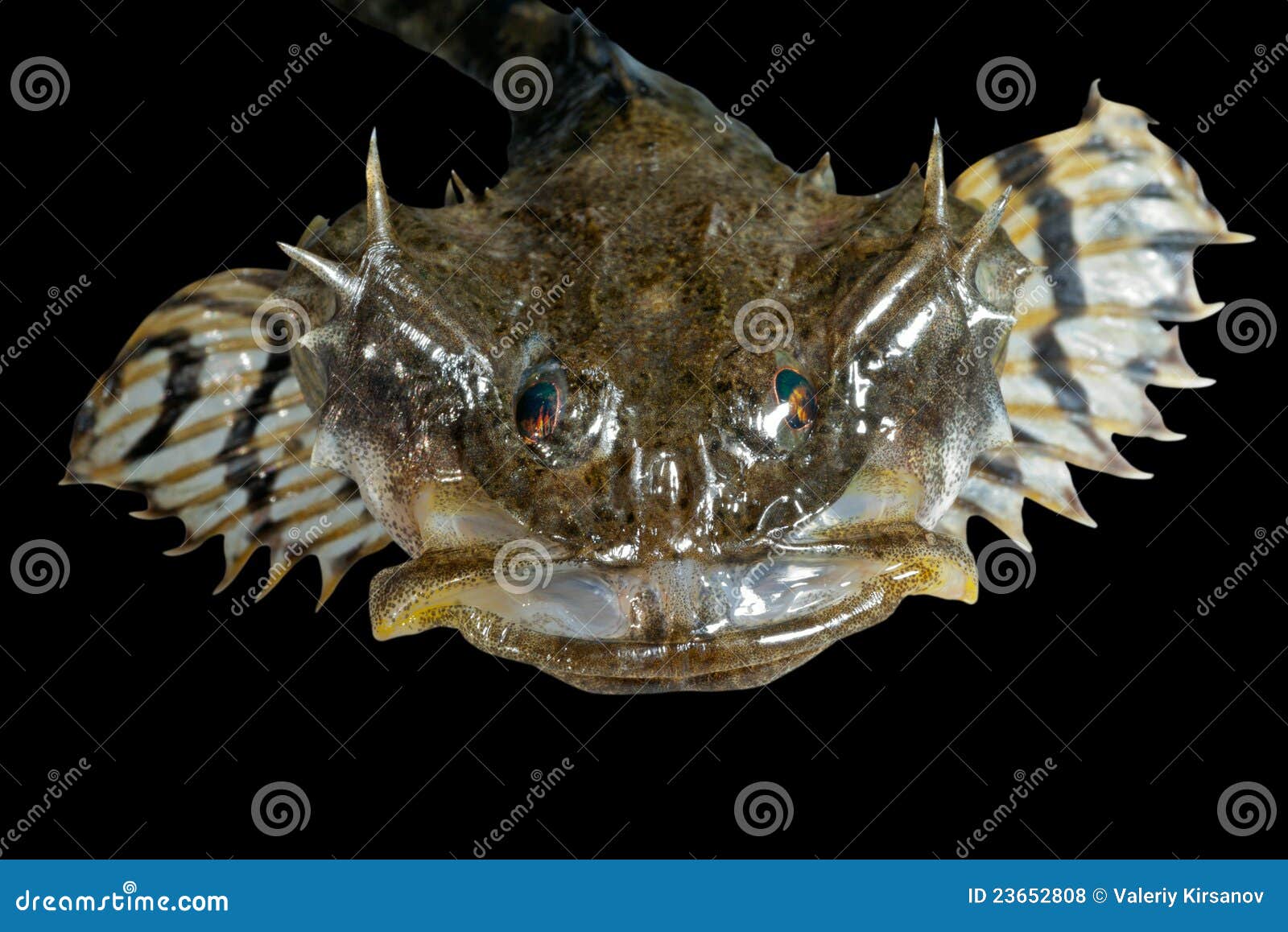 Small pigfish 5 stock photo. Image of briery, mouth, fish - 23652808