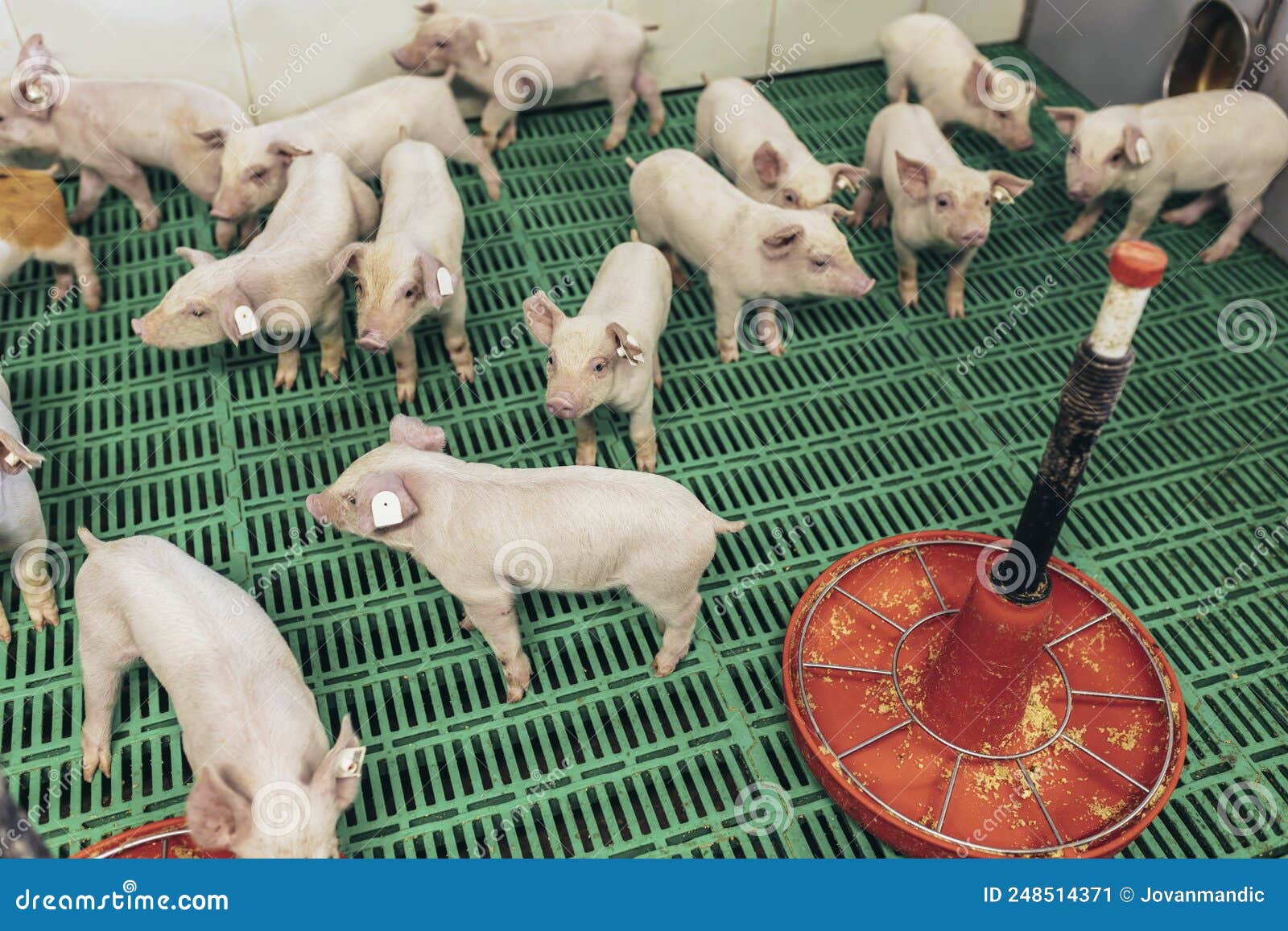 Small Piglet in the Farm. Swine in a Stall Stock Image - Image of ...