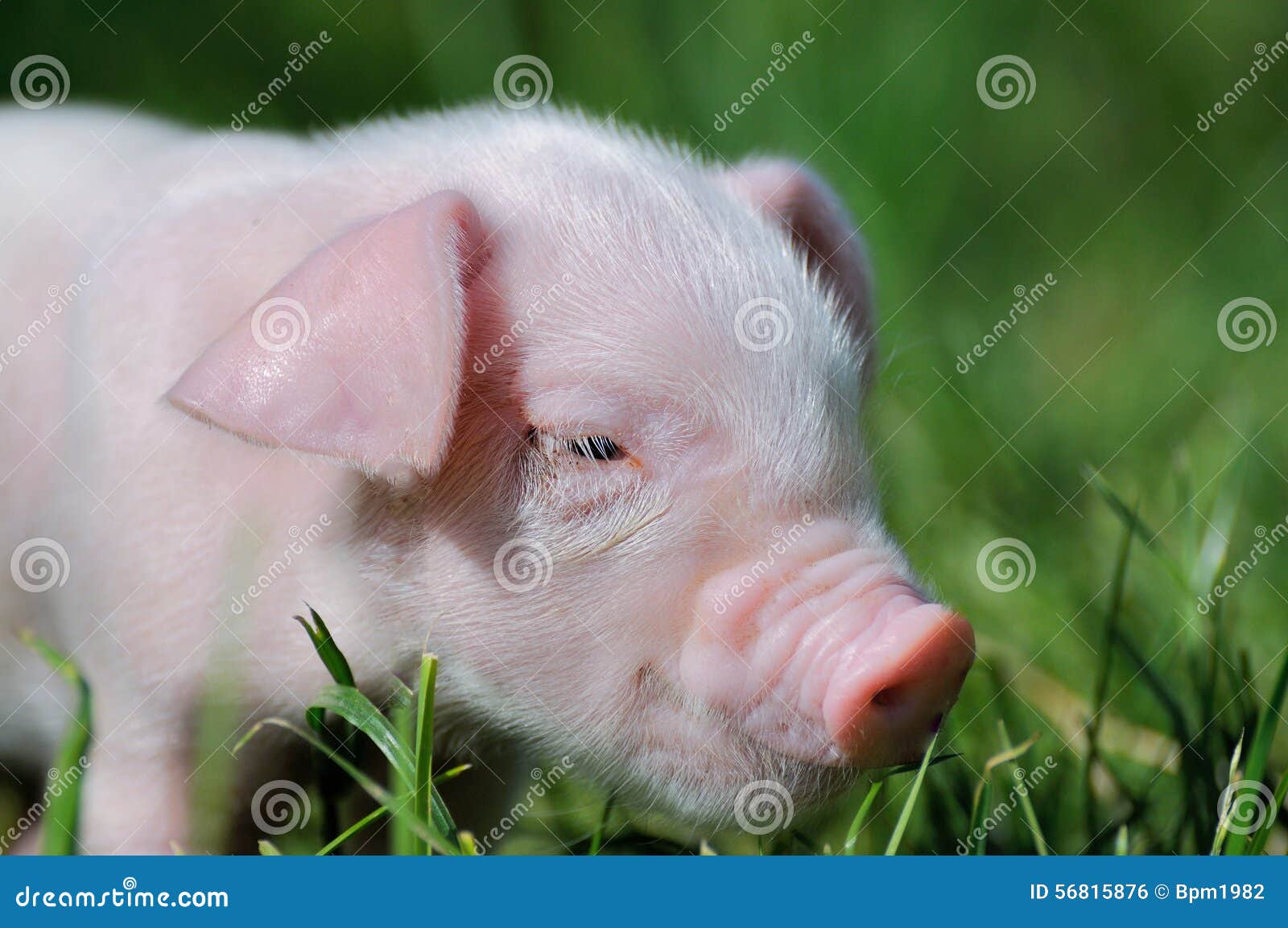 Small piglet on a grass stock photo. Image of nature - 56815876