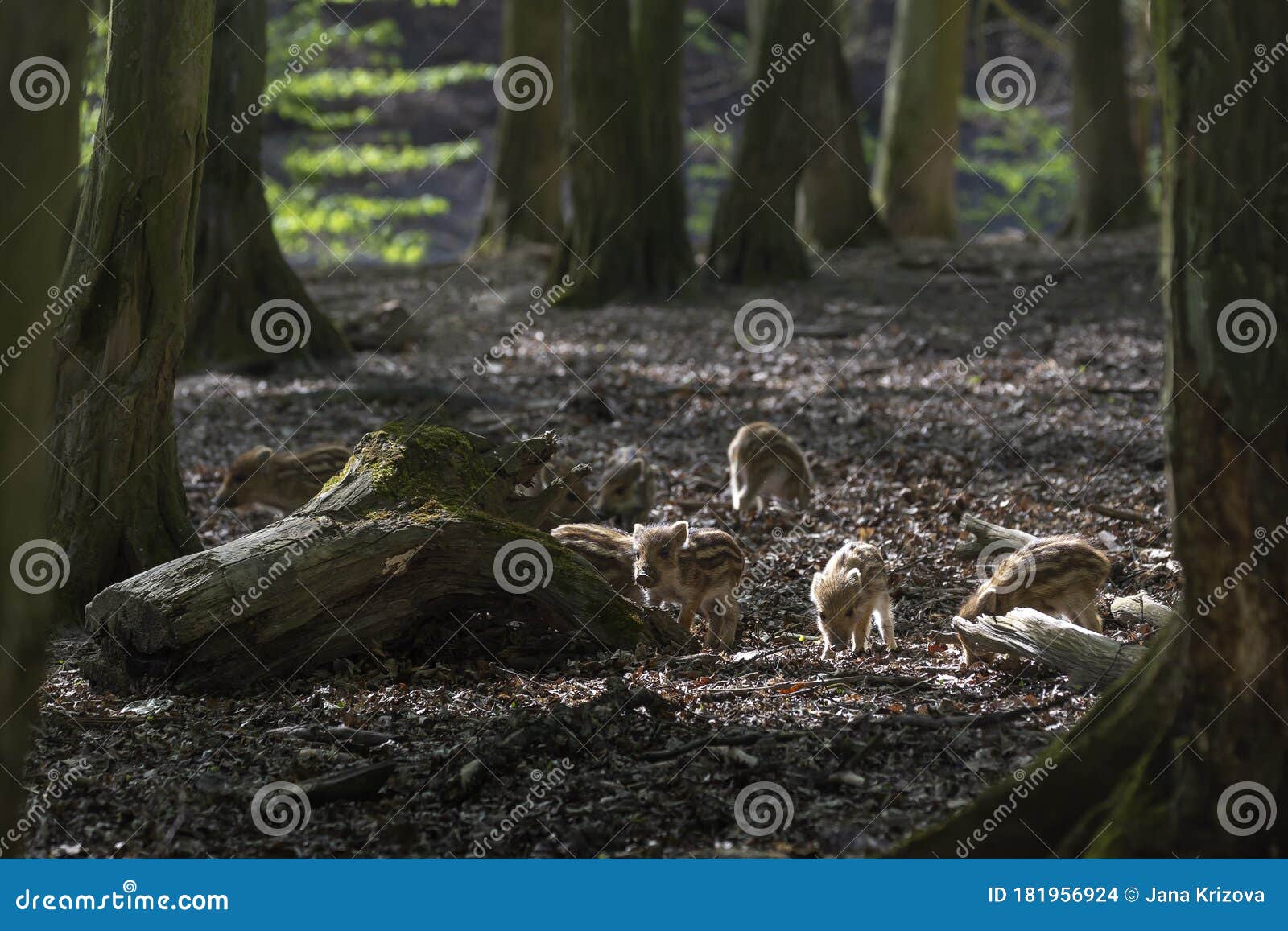 Small Piglet of a Wild Boar in a Deciduous Forest with Beautiful Light ...