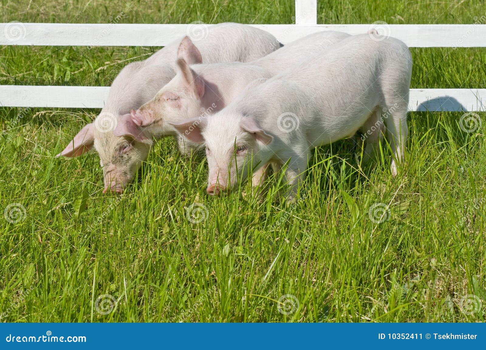 Small pigs stock image. Image of herd, domestic, young - 10352411