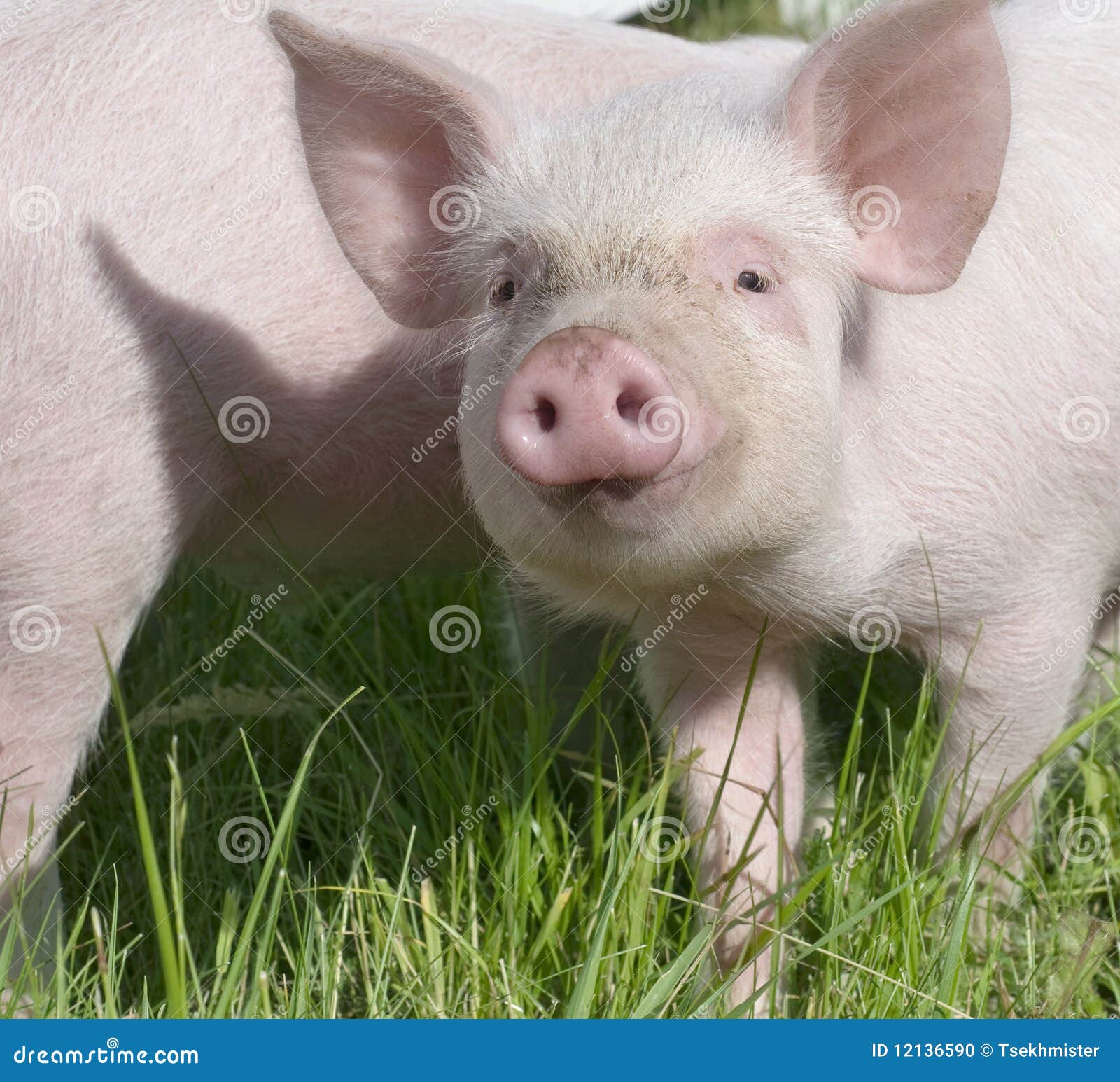 Small pigs stock photo. Image of agriculture, rural, nature - 12136590