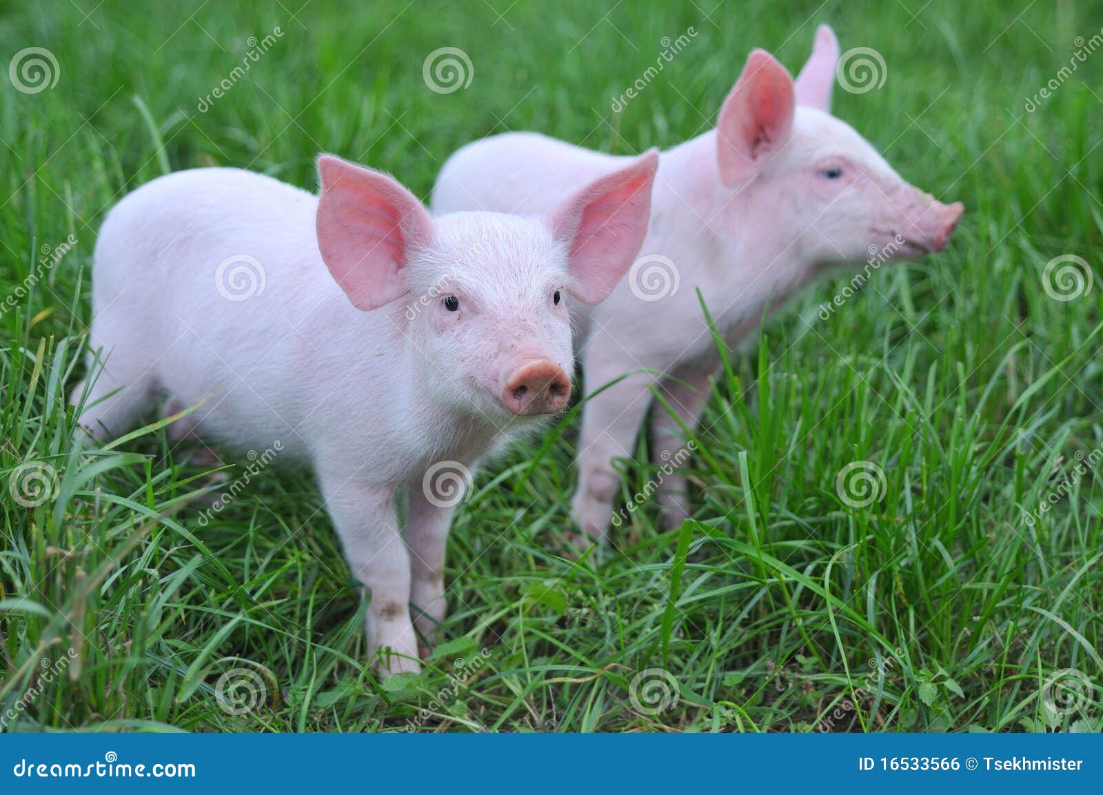 Small pigs stock photo. Image of group, summer, nature - 16533566