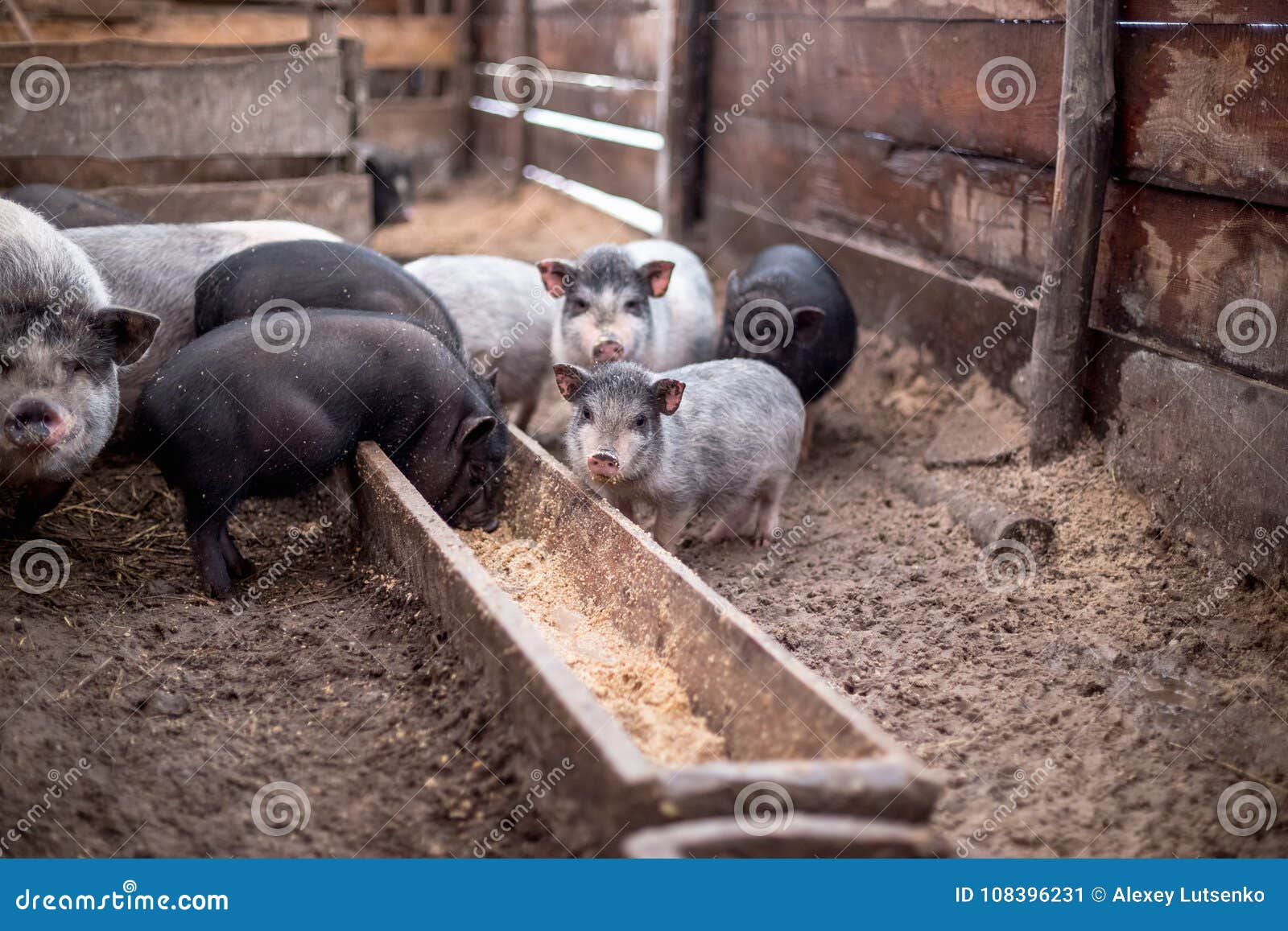 Small Pigs Eat from a Wooden Trough Stock Image - Image of life ...