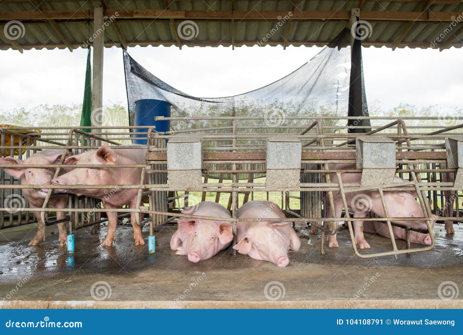 Pigs at the farm. stock image. Image of cultivation - 104108791