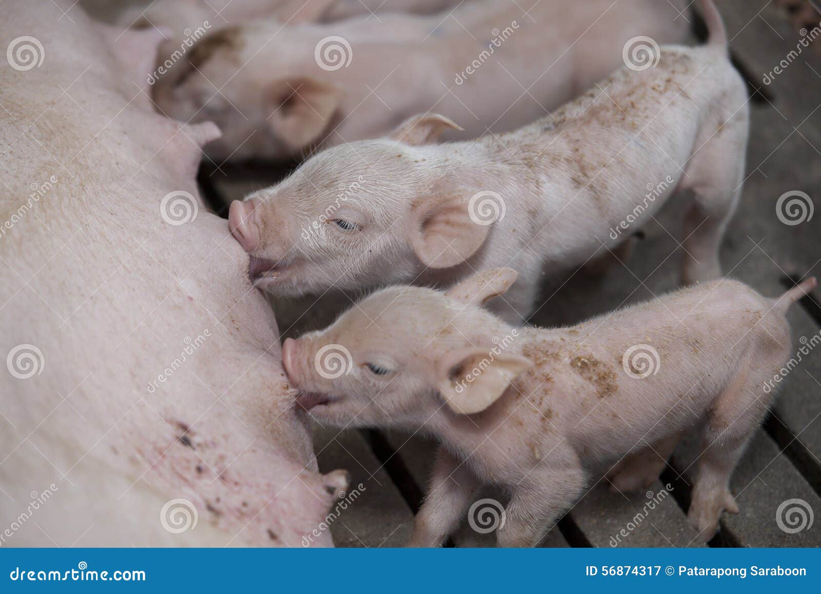 Pigs On The Farm. Happy Pigs On Pig Farm. Piglets Stock Photo ...