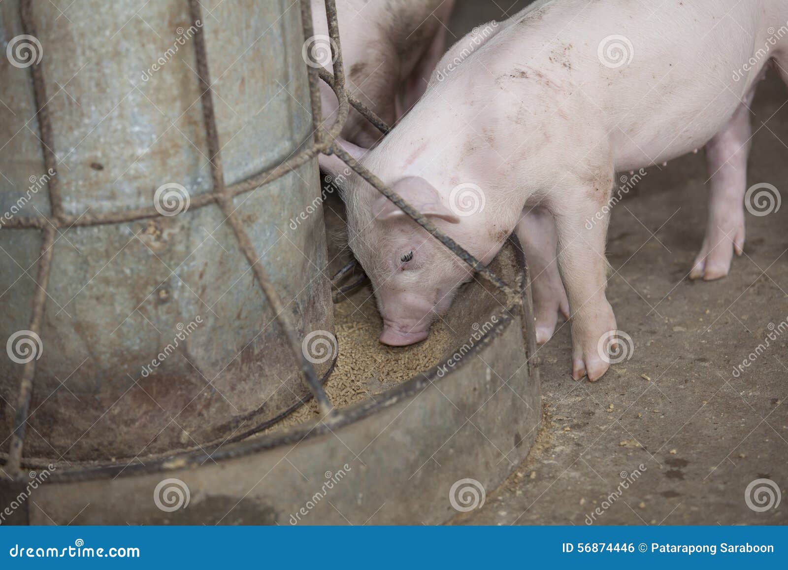 Small pigs in the farm stock photo. Image of domestic - 56874446