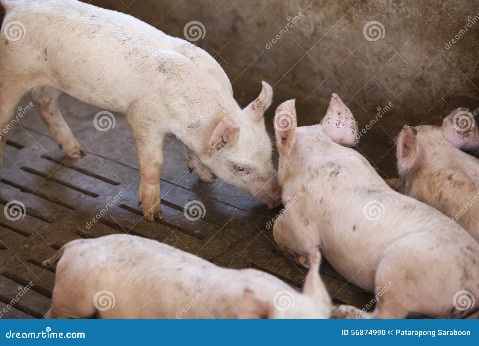 Small pigs in the farm stock photo. Image of agriculture - 56874990