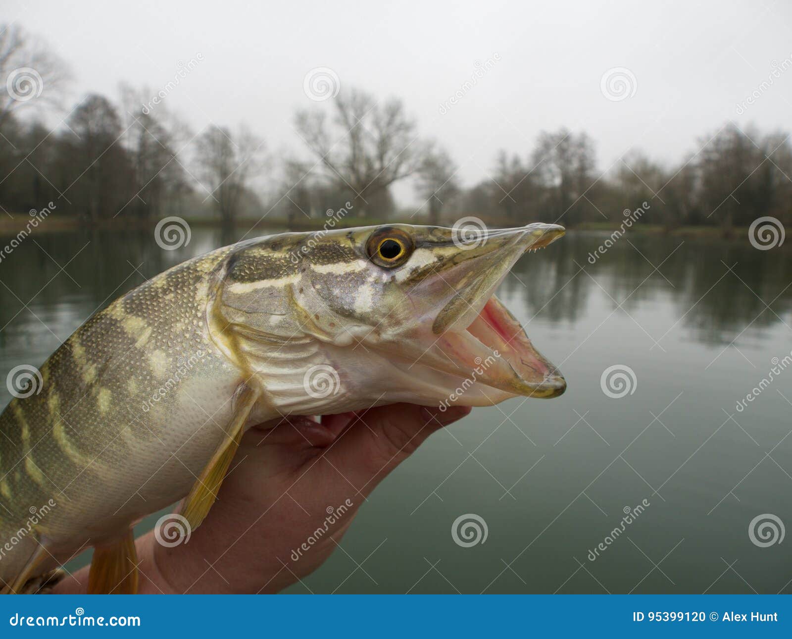 Pike And Small Fish Royalty-Free Stock Photo | CartoonDealer.com #73944009