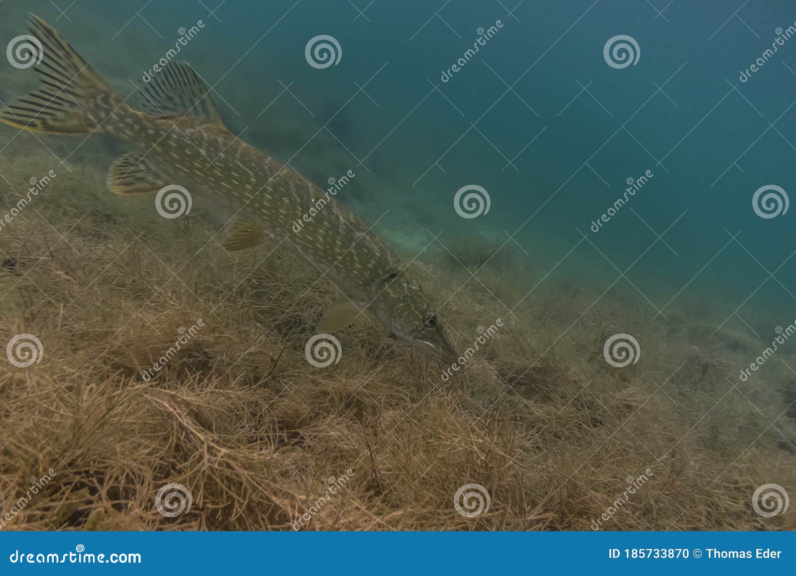 Small Pike Diving in a Lake Stock Photo - Image of flow, purity: 185733870