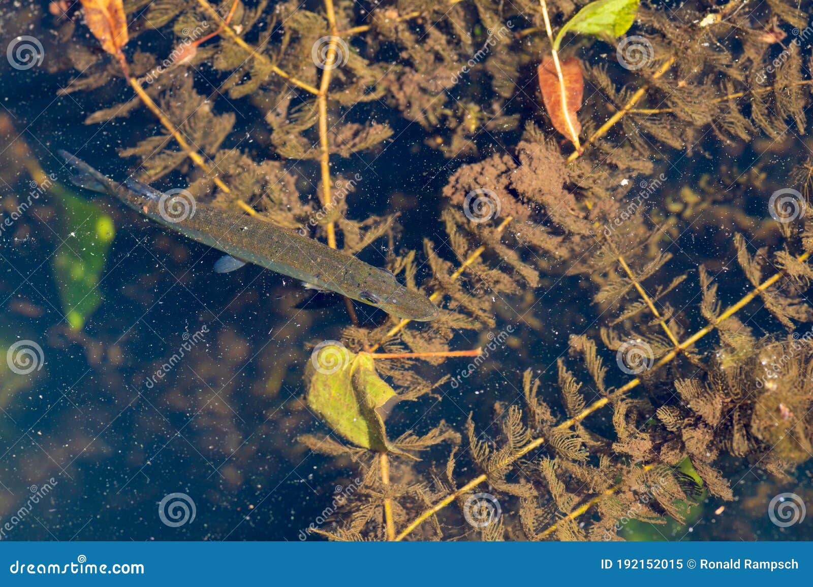 A Small Pike Just Below the Water Surface Stock Image - Image of ...