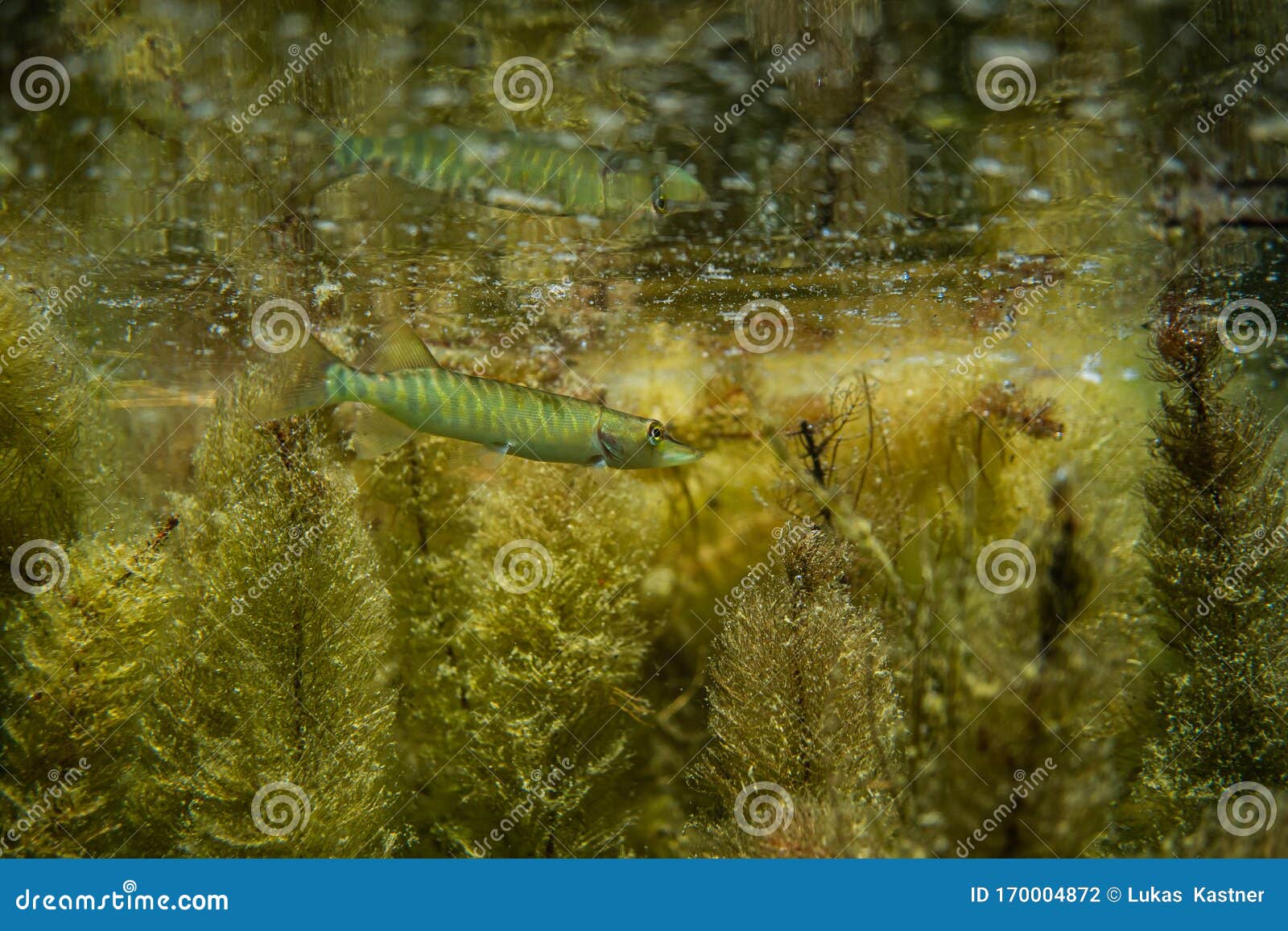 Small Pike in a Lake in Austria, Swimming Pike Under Lake Grass Stock ...