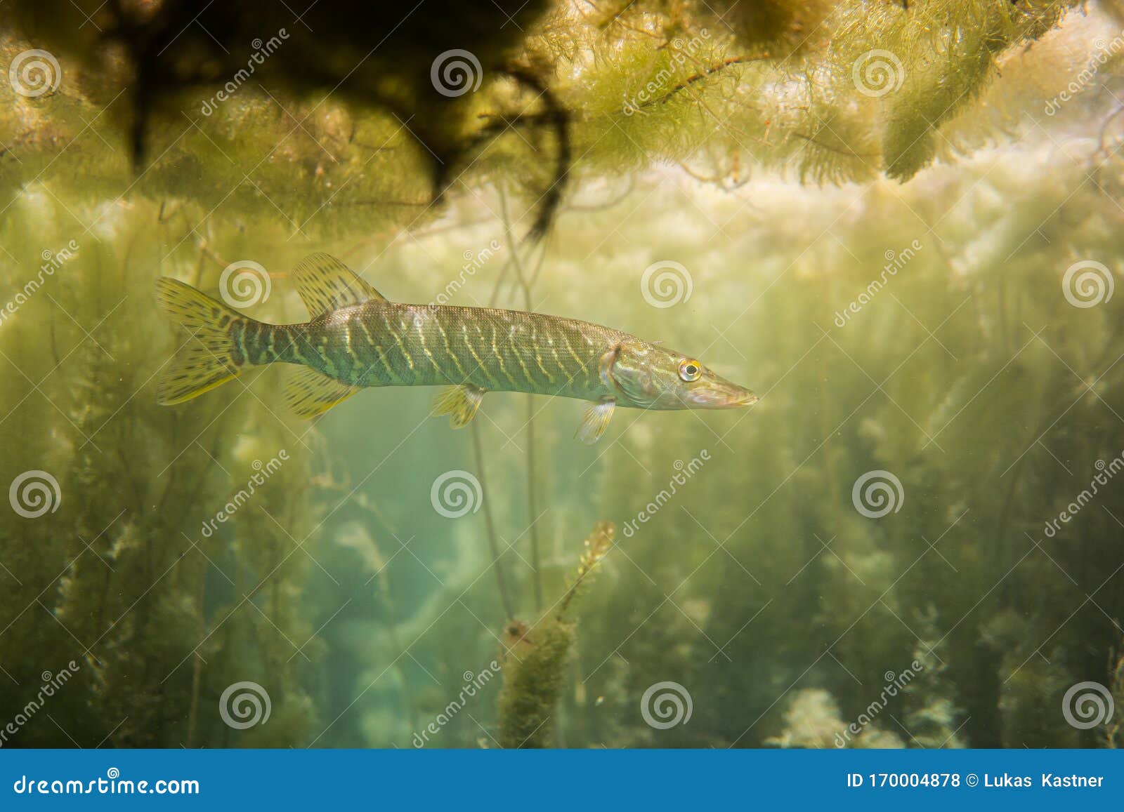 Small Pike in a Lake in Austria, Swimming Pike Under Lake Grass Stock ...