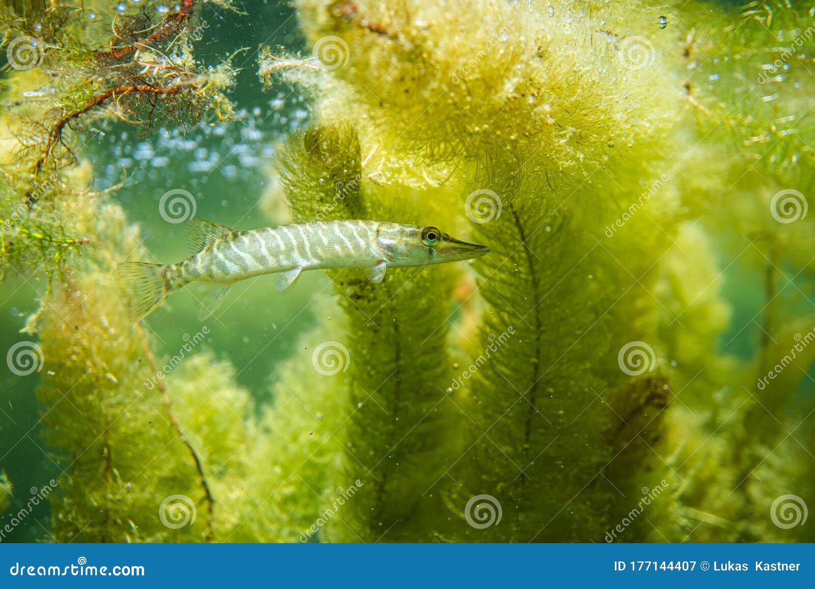 Small Pike in a Lake in Austria, Swimming Pike Under Lake Grass Stock ...
