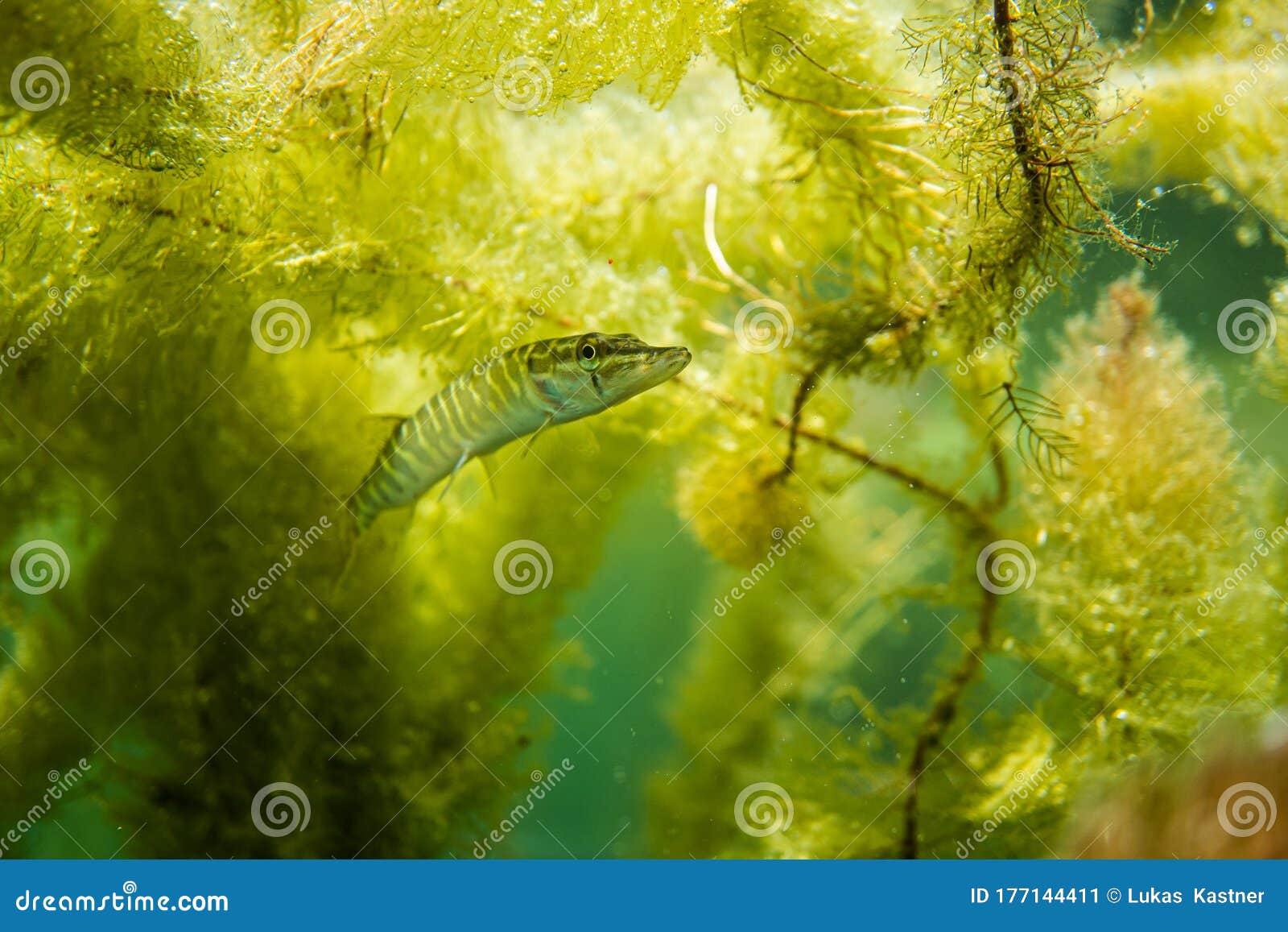 Small Pike in a Lake in Austria, Swimming Pike Under Lake Grass Stock ...