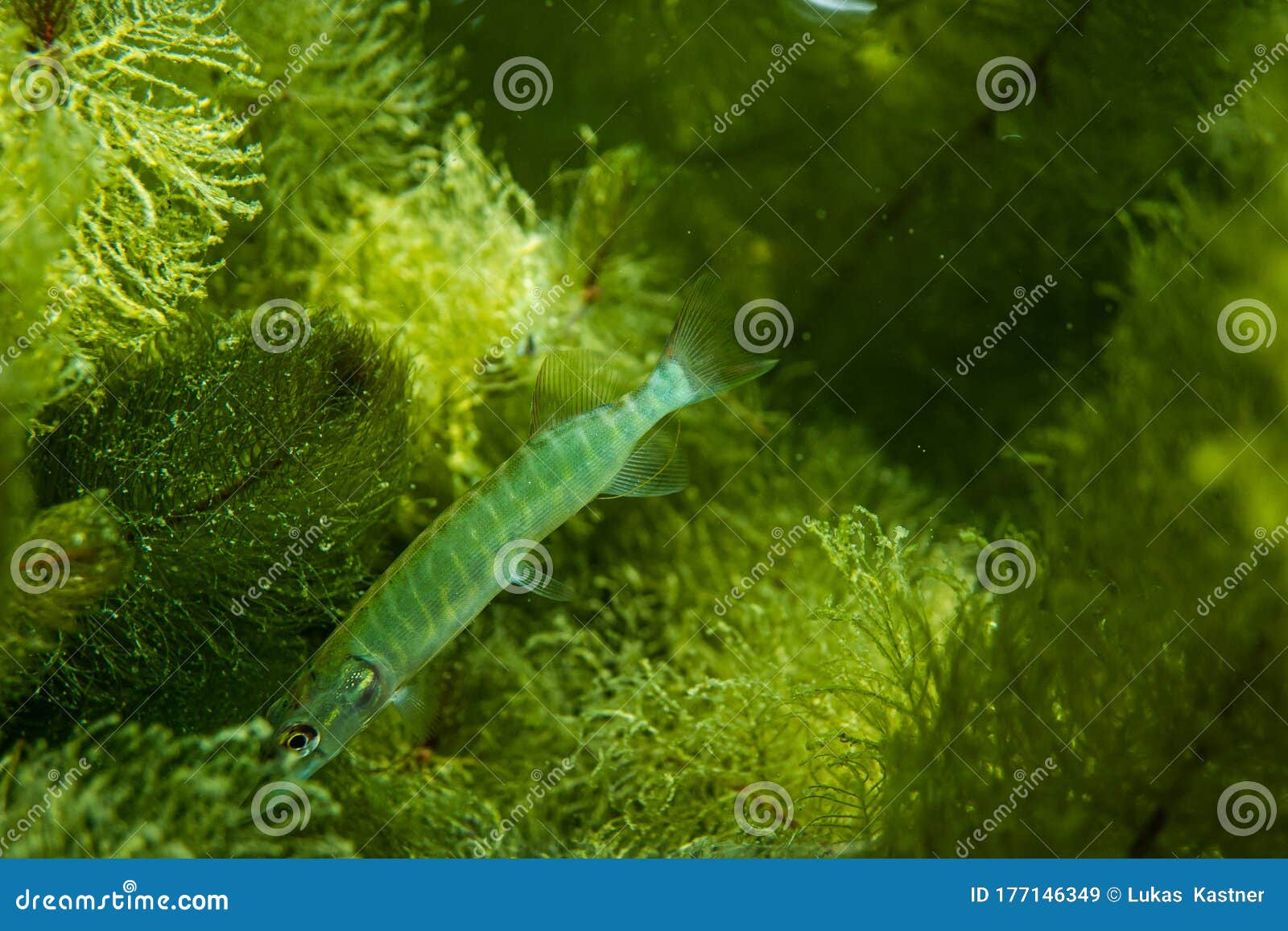 Small Pike In A Lake In Austria, Swimming Pike Under Lake Grass Stock ...