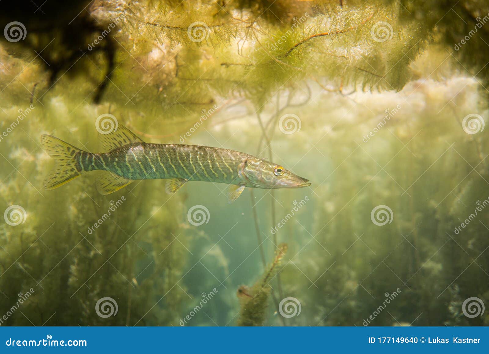 Small Pike In A Lake In Austria, Swimming Pike Under Lake Grass Stock ...