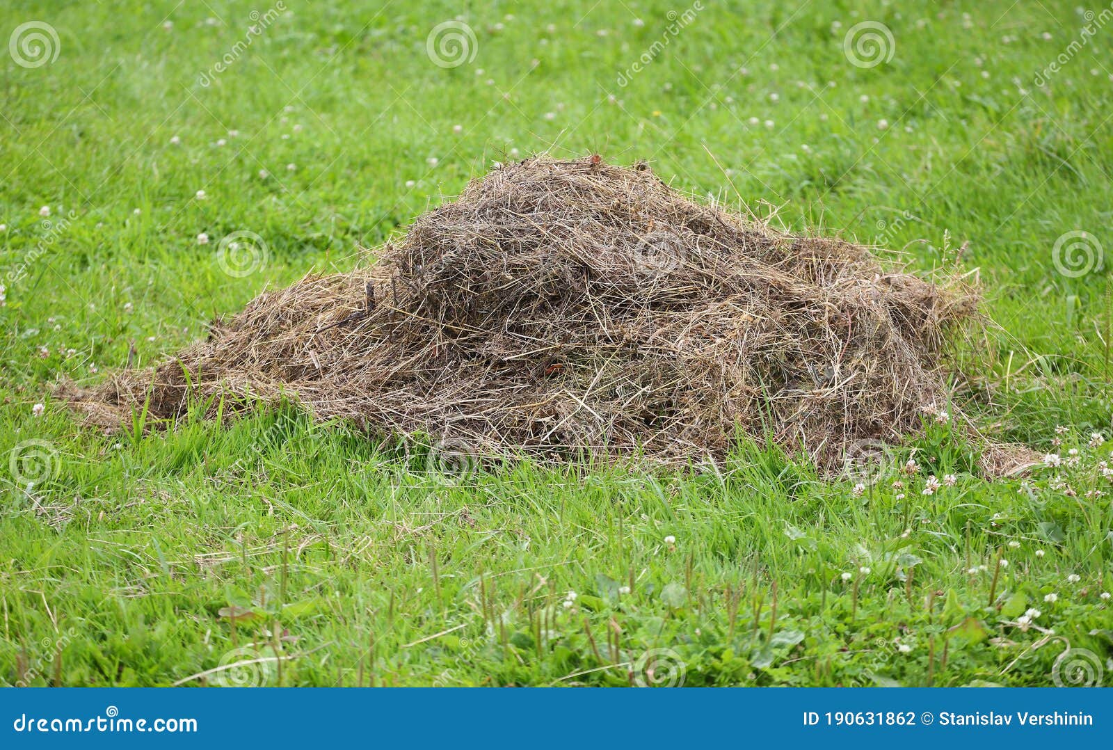 Small Pile of Hay on the Green Grass Stock Photo - Image of grass ...