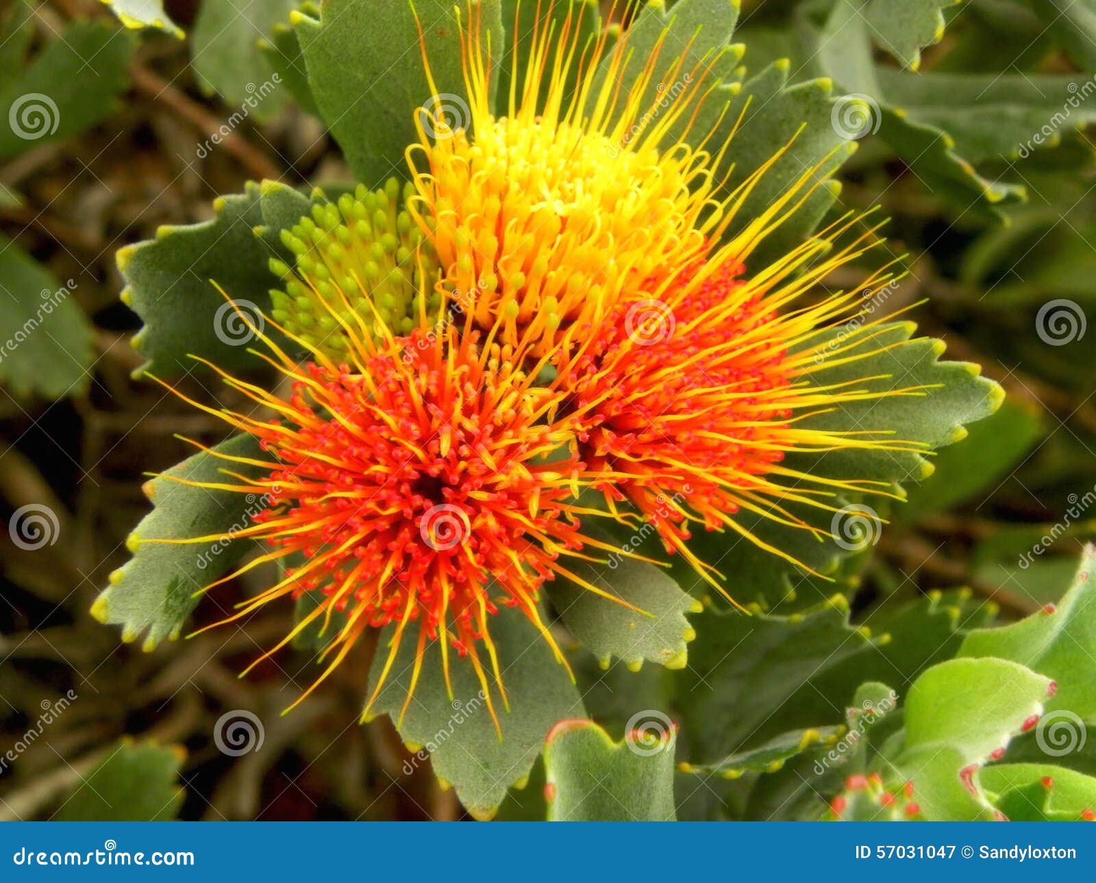 Small Pin Cushion Protea 1 stock image. Image of south - 57031047
