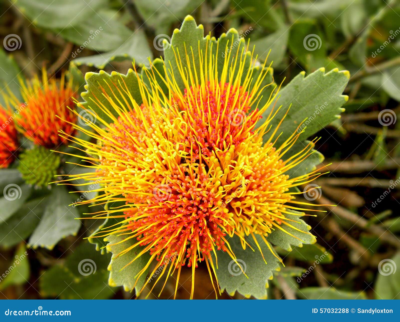Small Pin Cushion Protea 4 stock photo. Image of yellow - 57032288