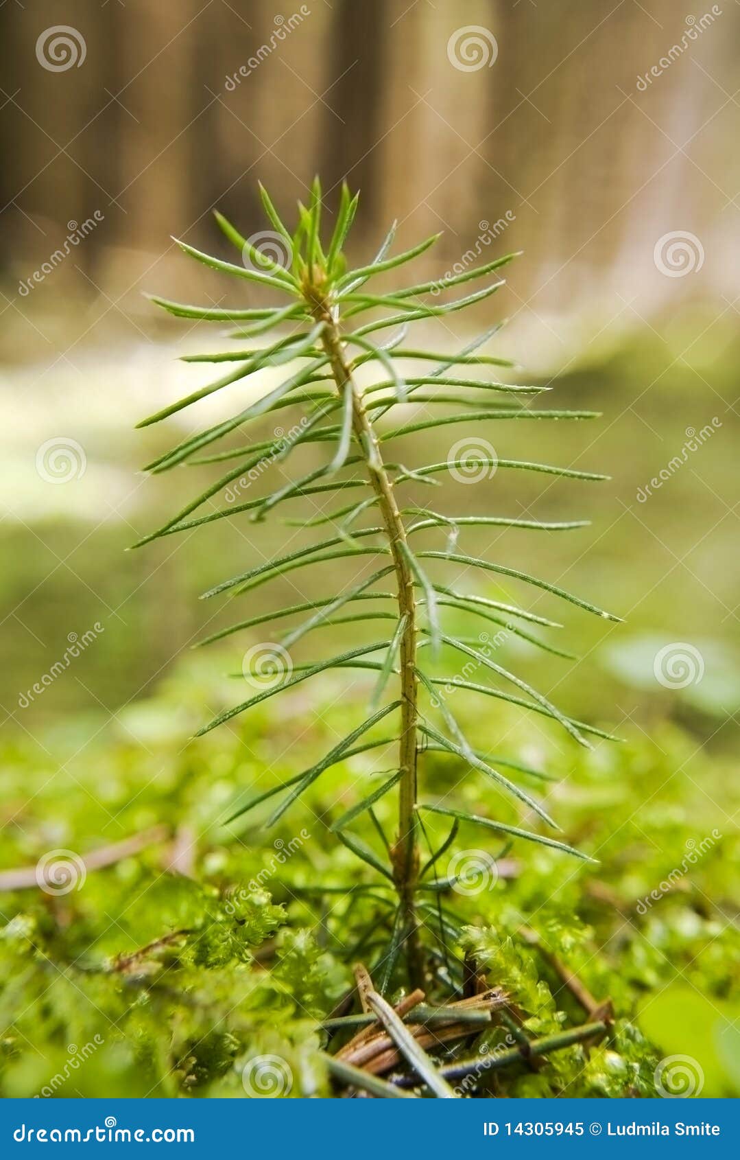 A Small Pine Tree Amonst Other Tall Maple Trees In Awoodland In Kashmir ...