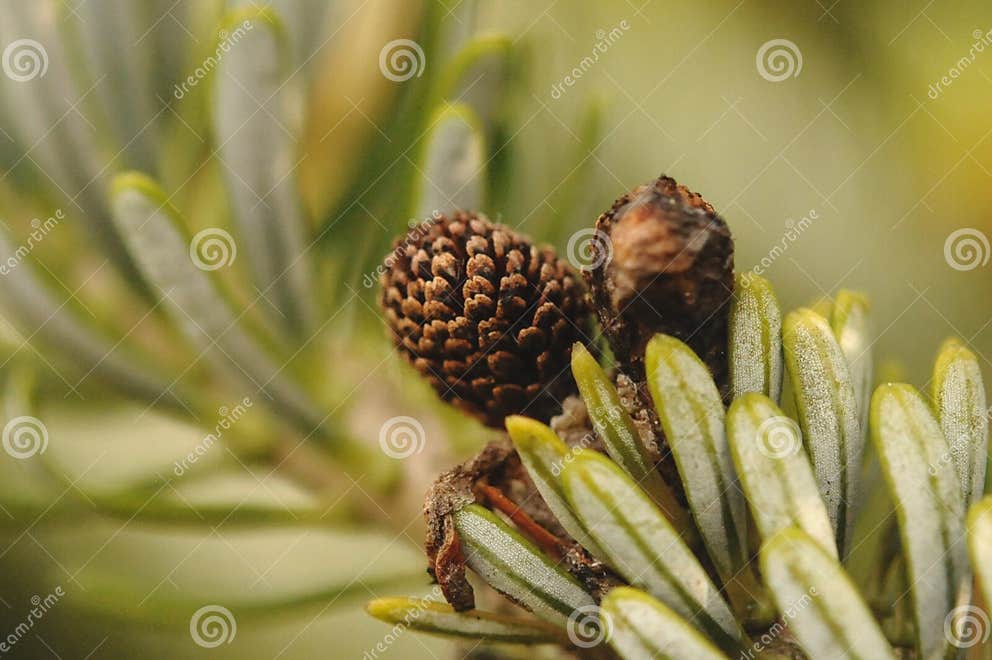 Small Pine Cone on a Tree Twig Stock Photo - Image of wildflower ...