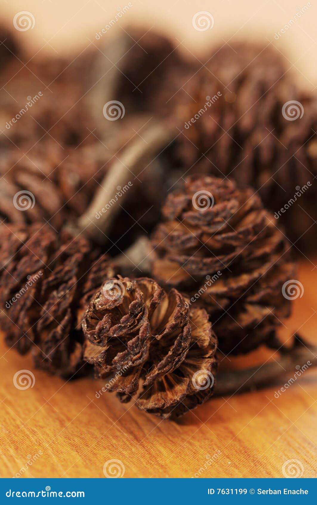 Small pine cones stock image. Image of natural, pinecones - 7631199