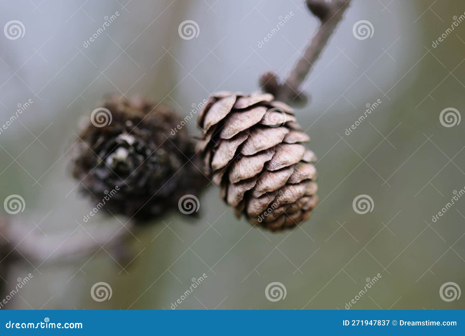 Small Pine Cones Sit on a Branch of a Tree Stock Image - Image of ...