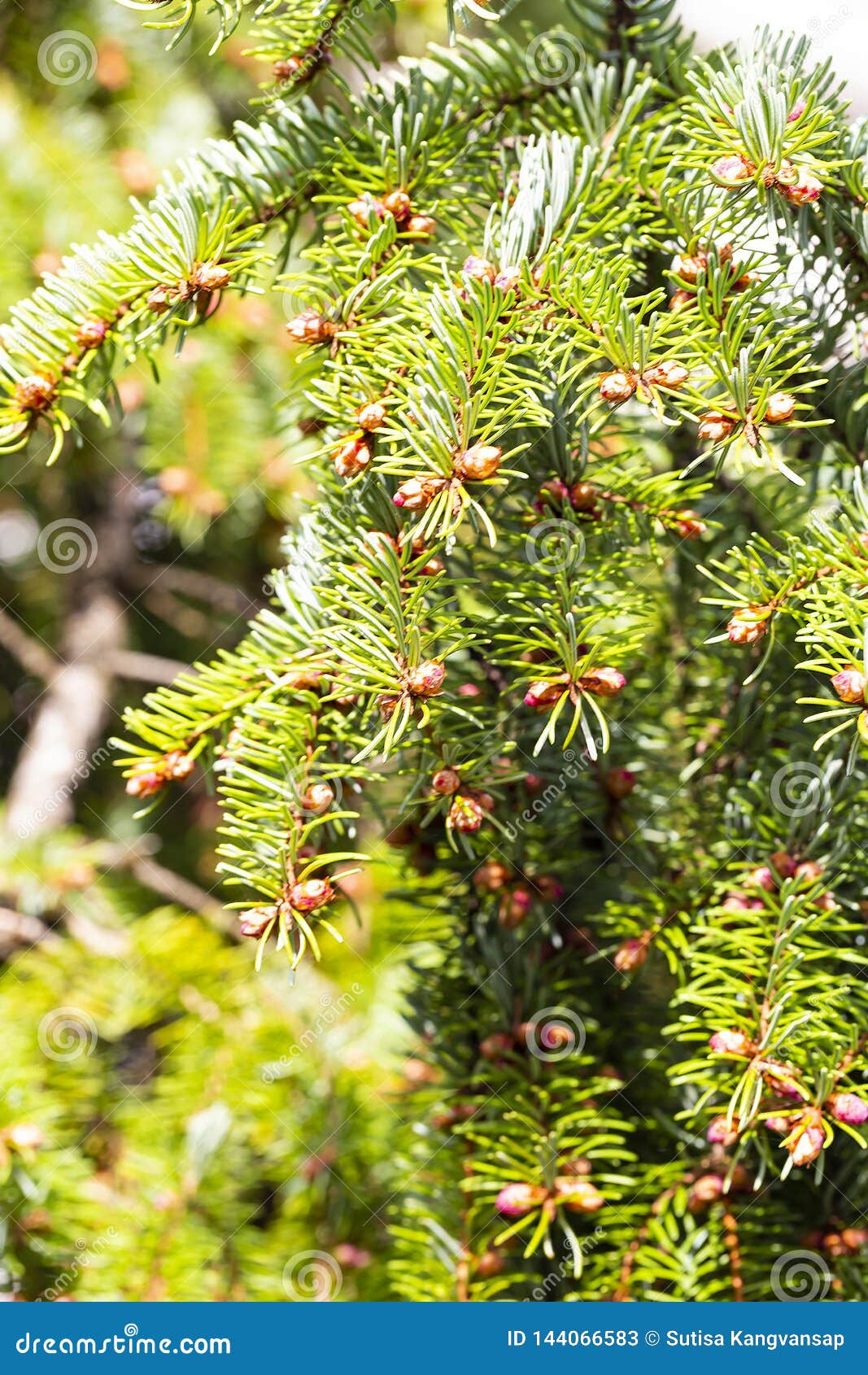 Small Pine Cones on the Pine Tree Branch Stock Image - Image of ...