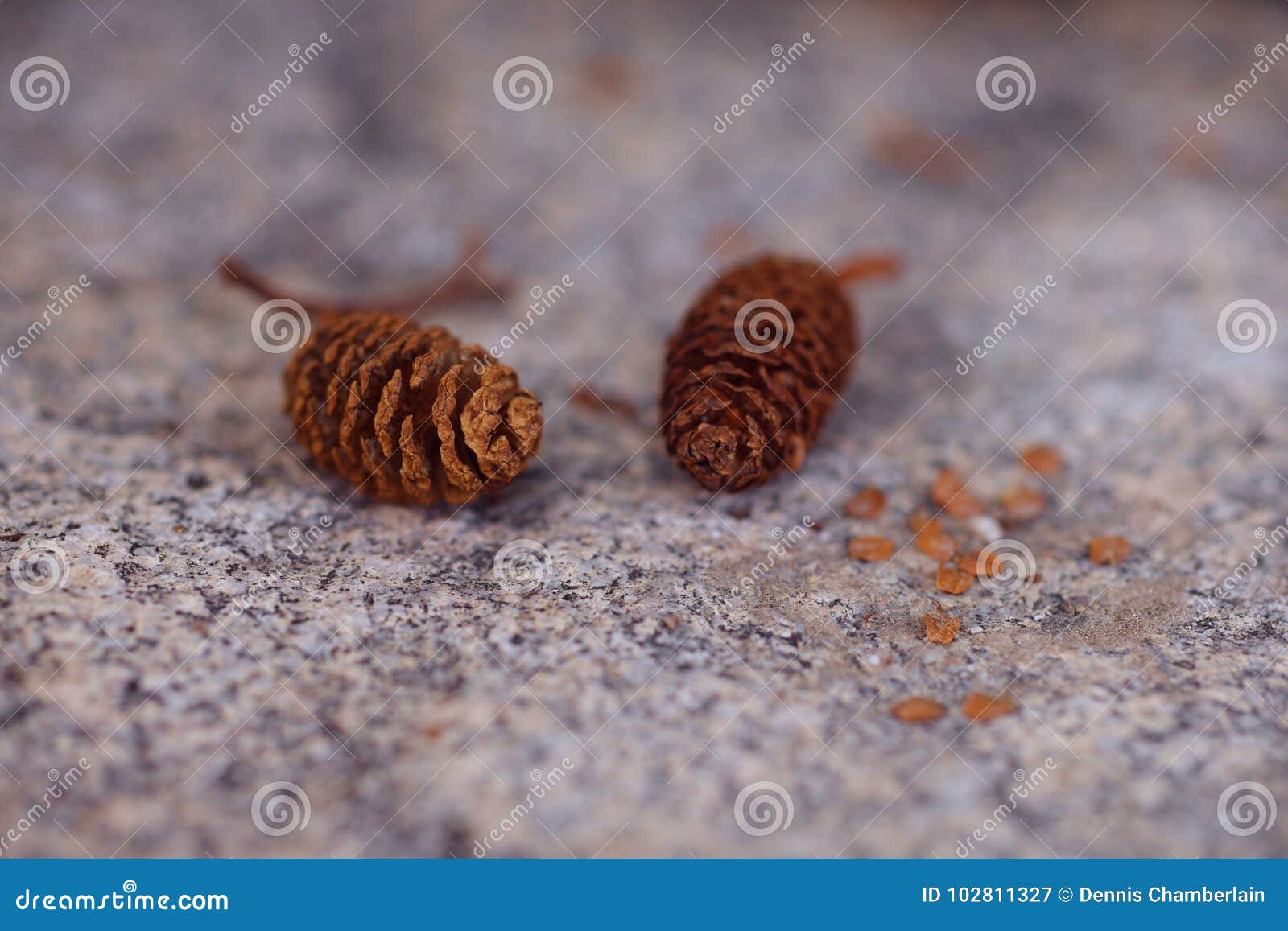 Small pine cones stock image. Image of fallen, cones - 102811327