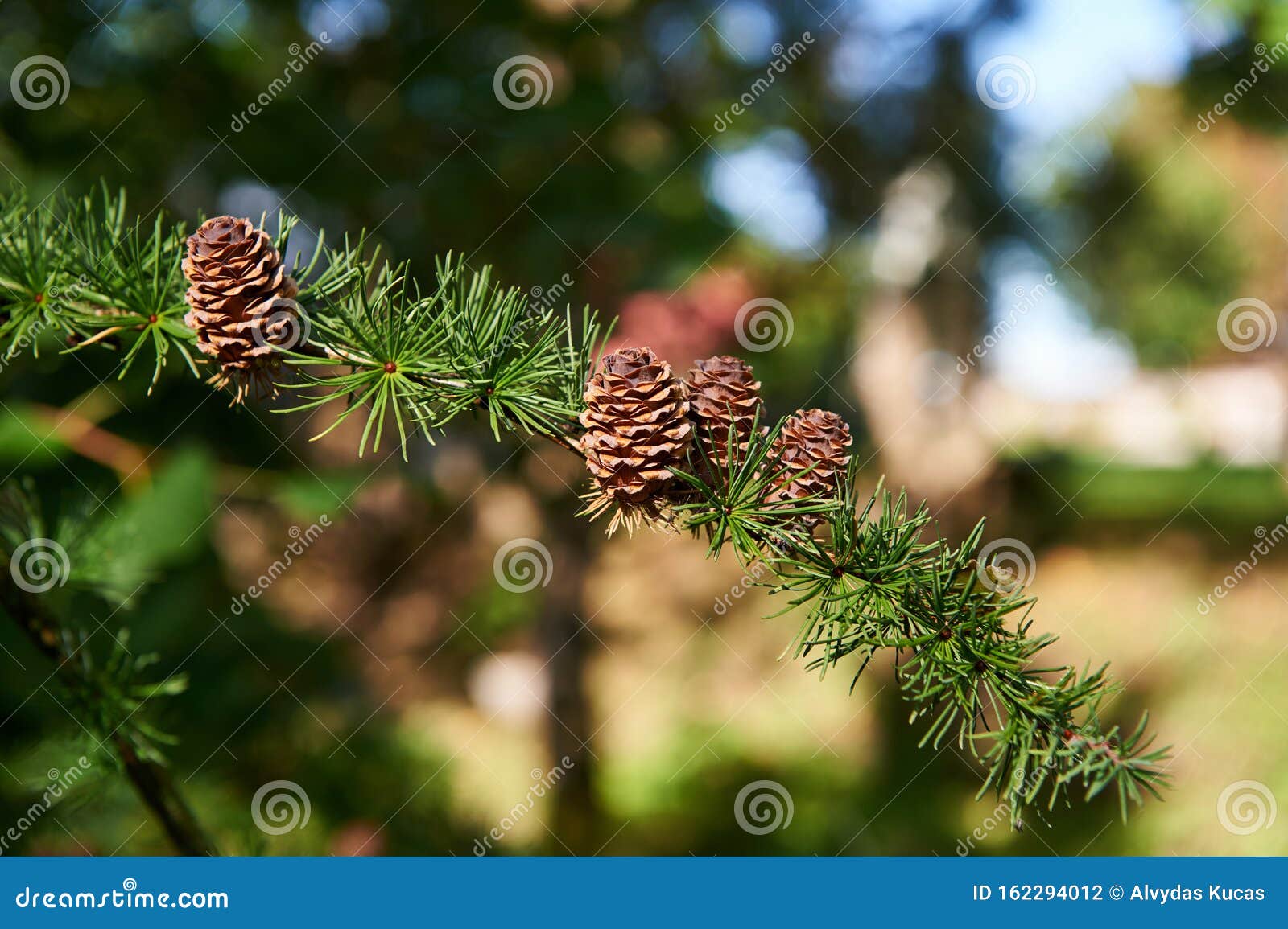 Small Pine Cones in the Wild Stock Photo - Image of summer, tree: 162294012