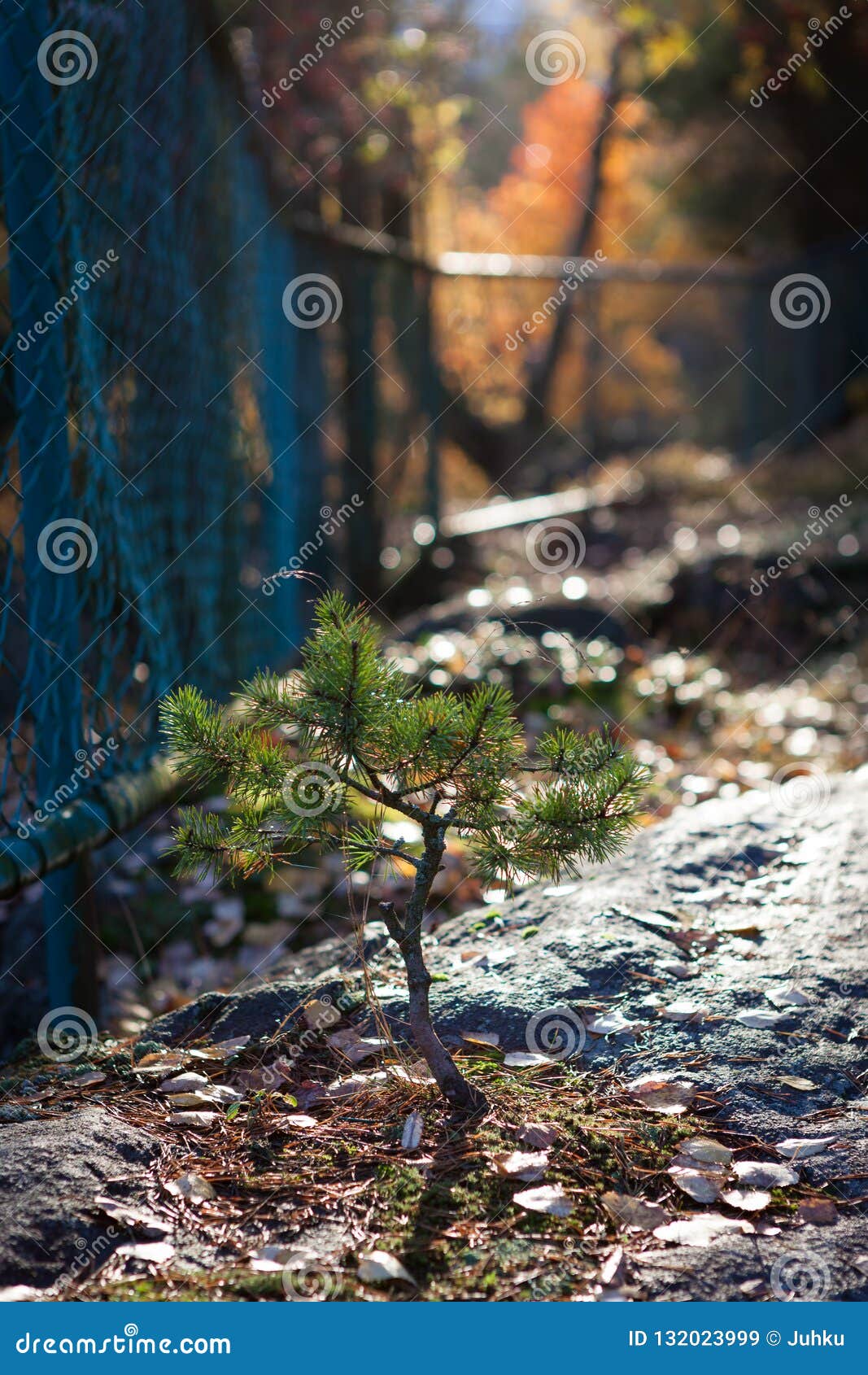Small Pine Growing at Forest Park Stock Image - Image of small, needles ...