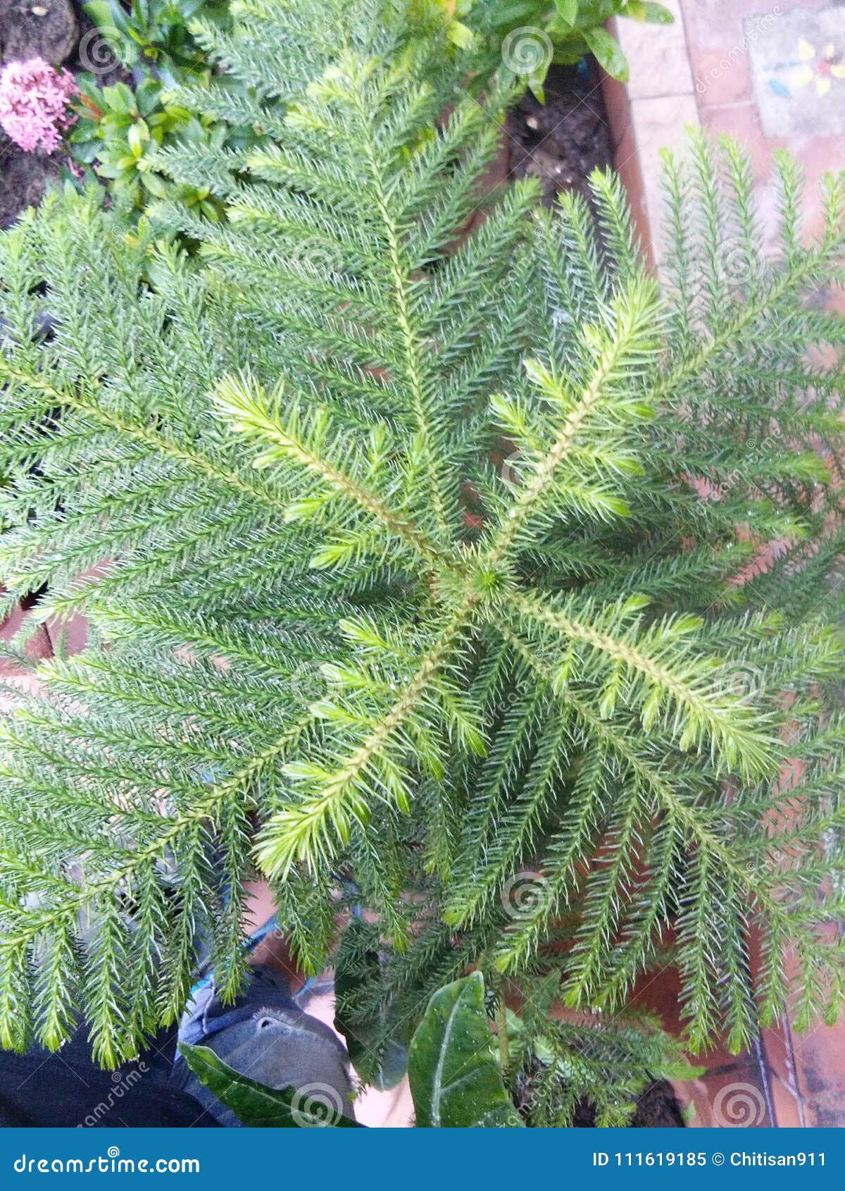 Small pine stock image. Image of large, garden, planted - 111619185