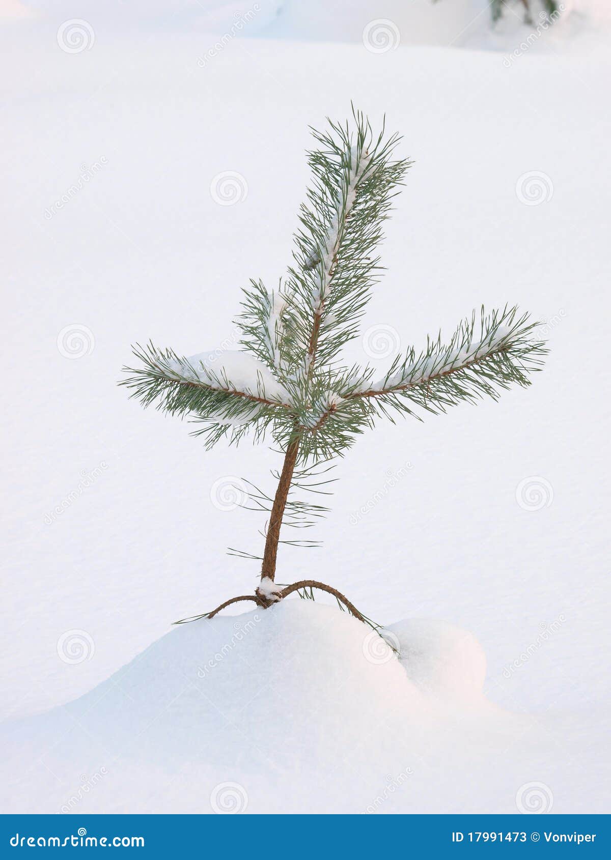 Small pine tree stock image. Image of nature, cold, snow - 17991473