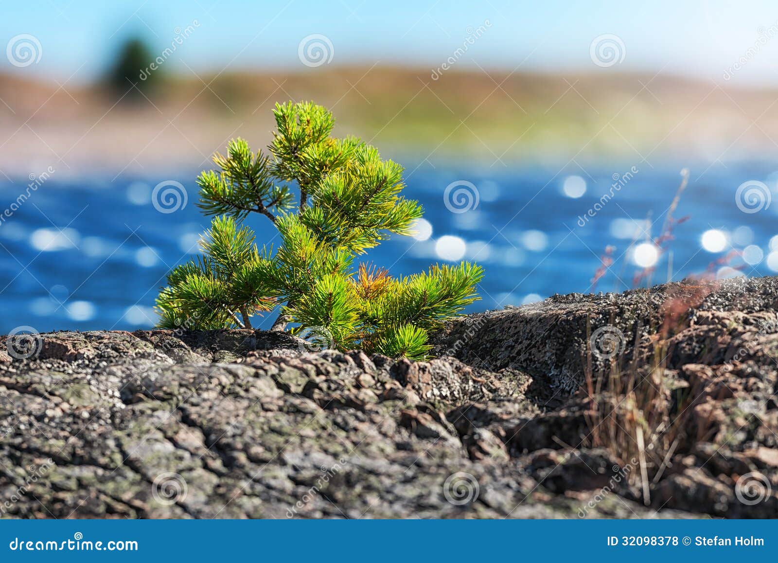 Small Pine Tree on Coast, Sweden Stock Photo - Image of lake, foliage ...