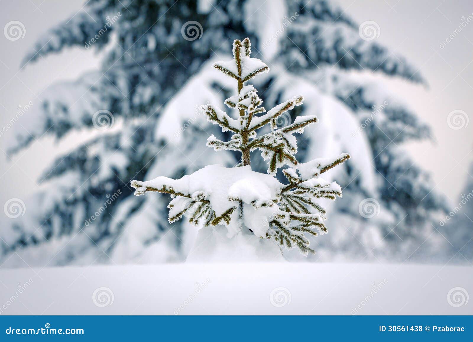Small pine tree stock photo. Image of christmas, fresh - 30561438