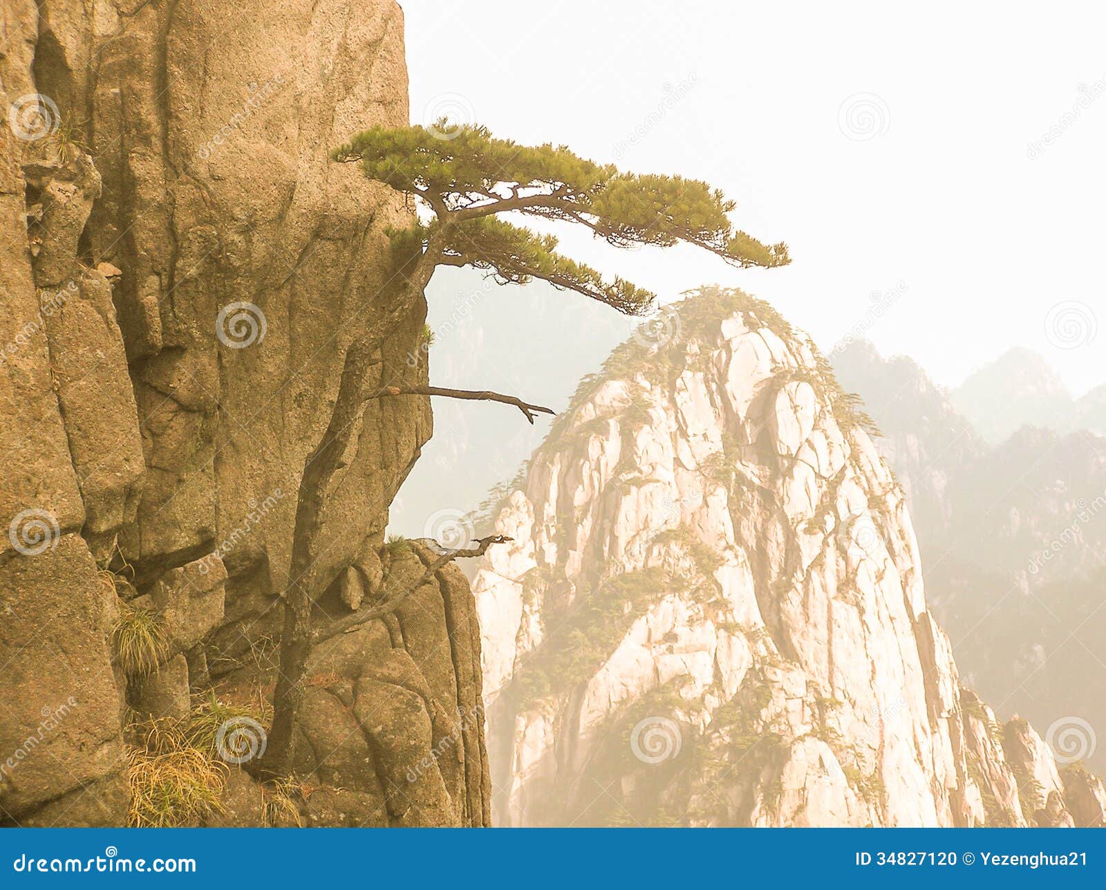 A Small Pine Tree at the Edge of the Cliff Stock Photo - Image of sight ...