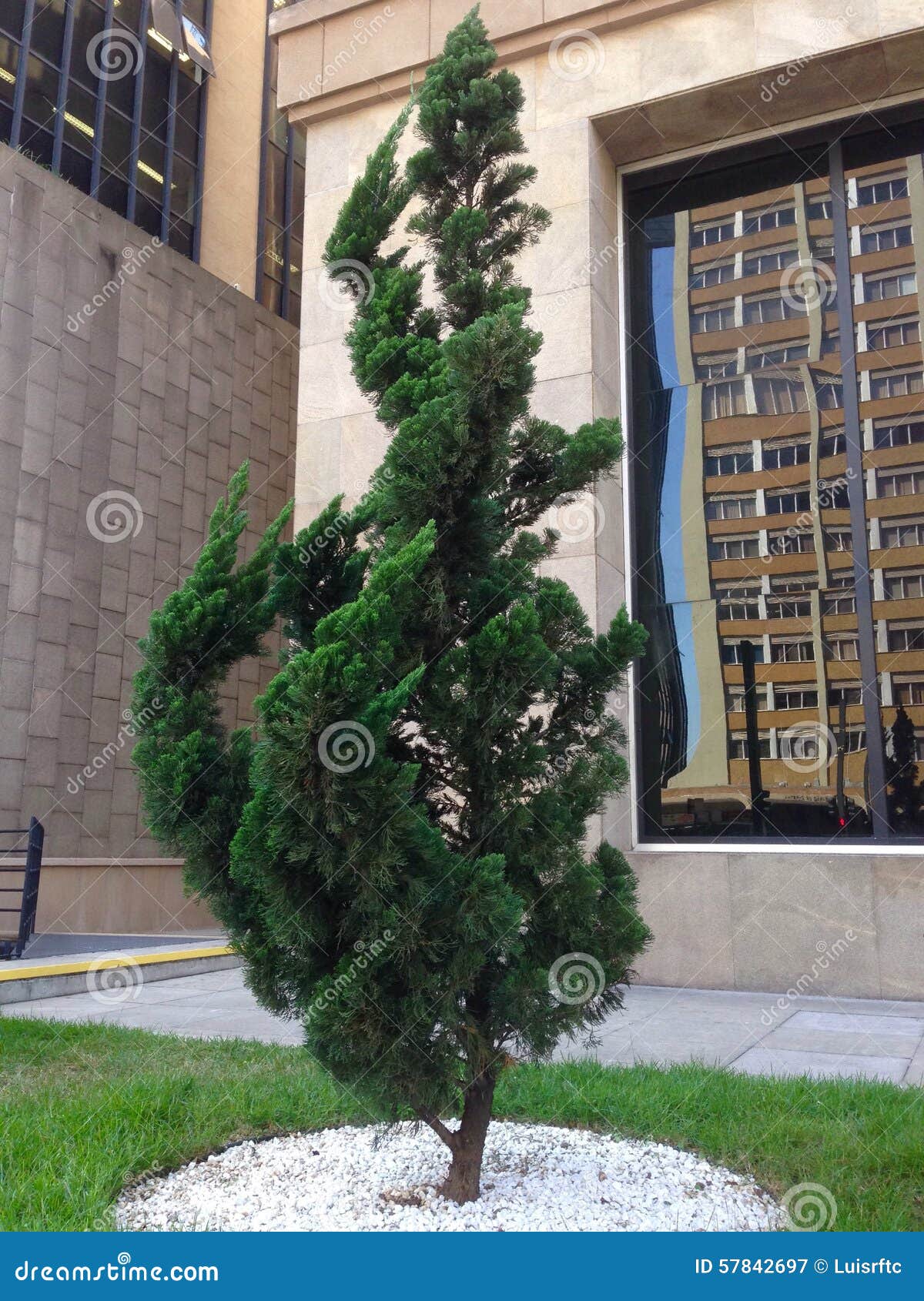 Small pine tree stock image. Image of leaves, grass, pine - 57842697