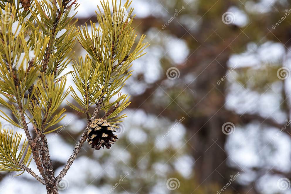 Small Pine Tree in Fruit Green Tree Branches Stock Photo - Image of ...