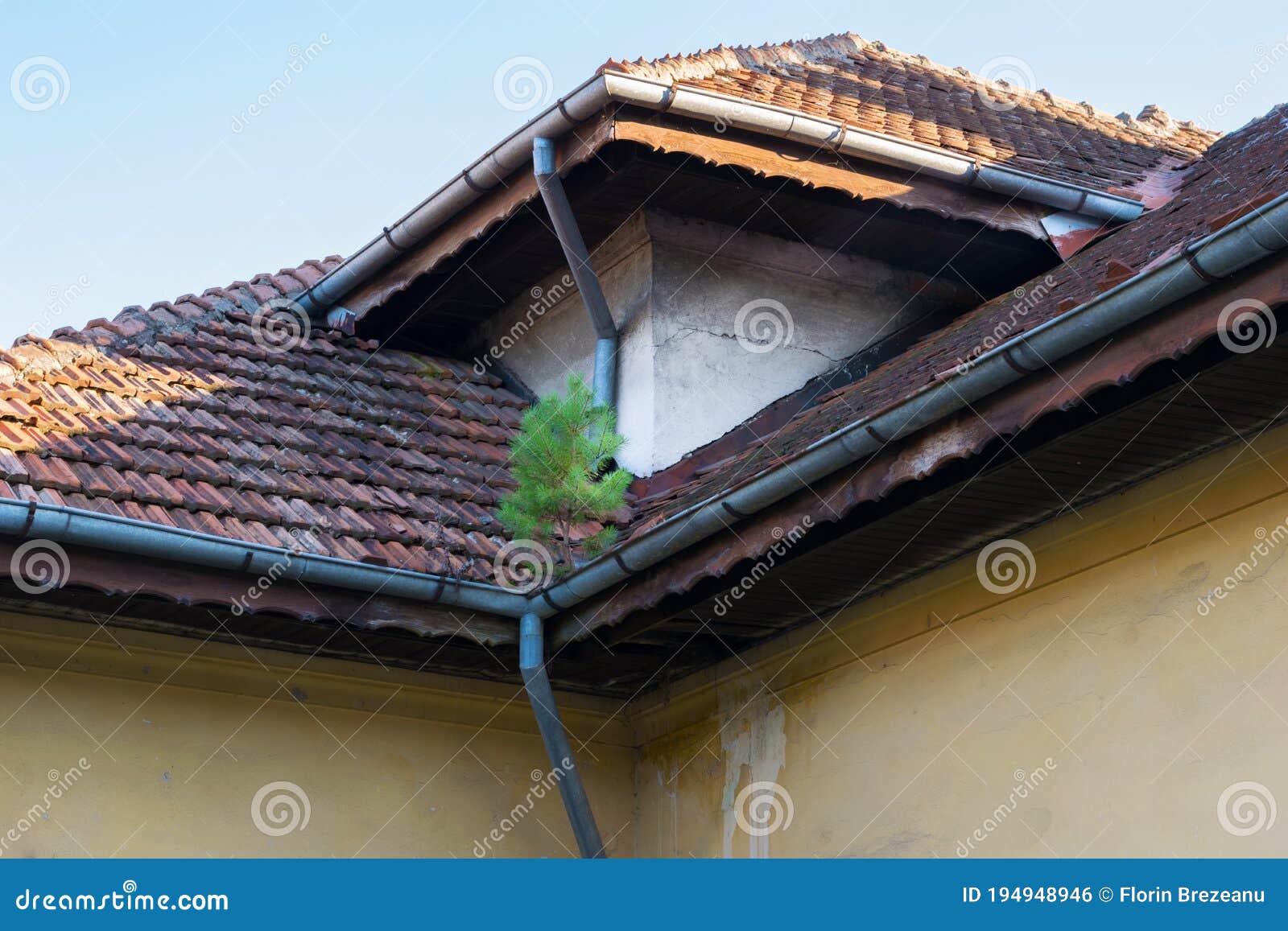 A Small Pine Tree is Growing in the Gutter of a Neglected House Roof ...