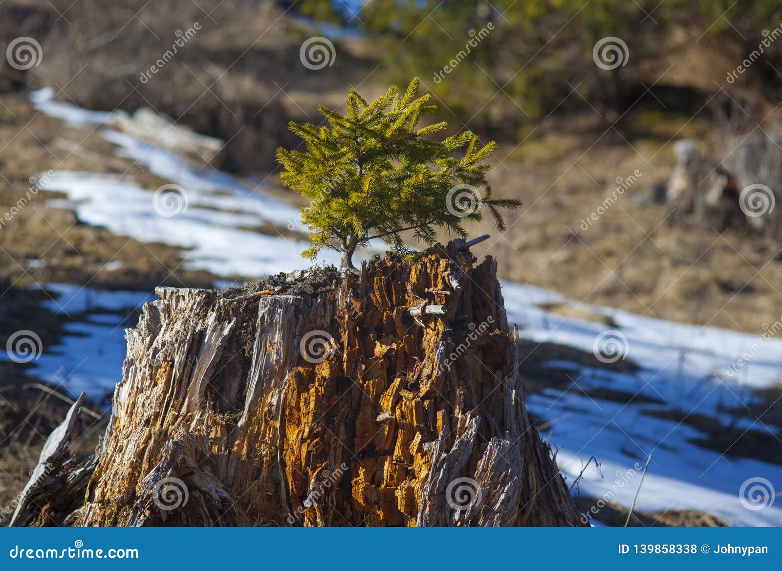 Small Pine Tree Grown on Stump Stock Photo - Image of fresh, natural ...