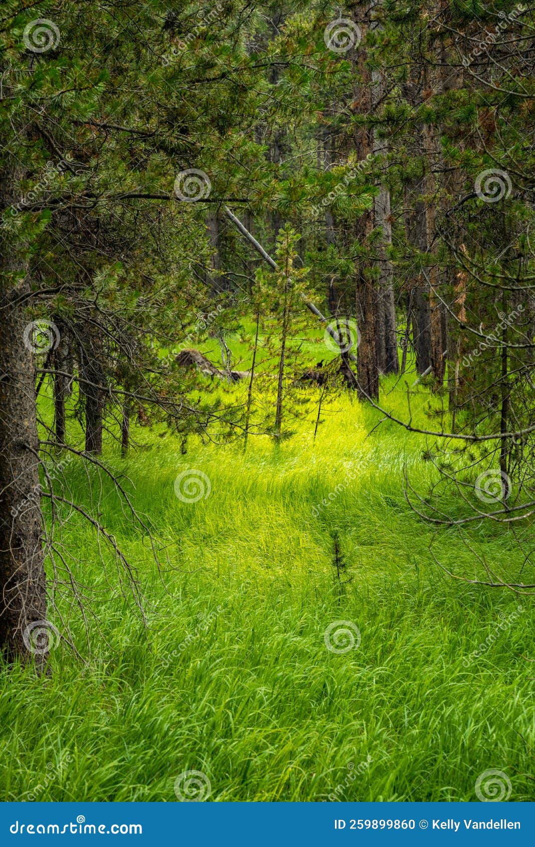 Small Pine Tree Grows in Bright Green Gap between Larger Trees Stock ...