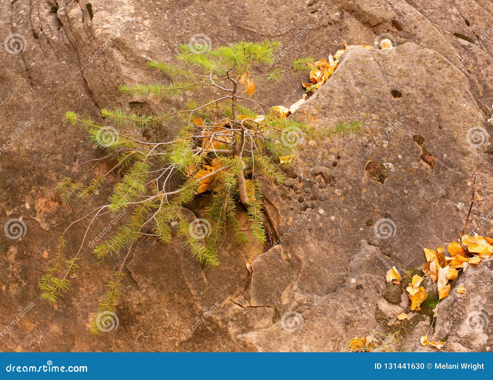 A Small Pine Tree Grows in a Crack in a Sandstone Boulder, If it ...