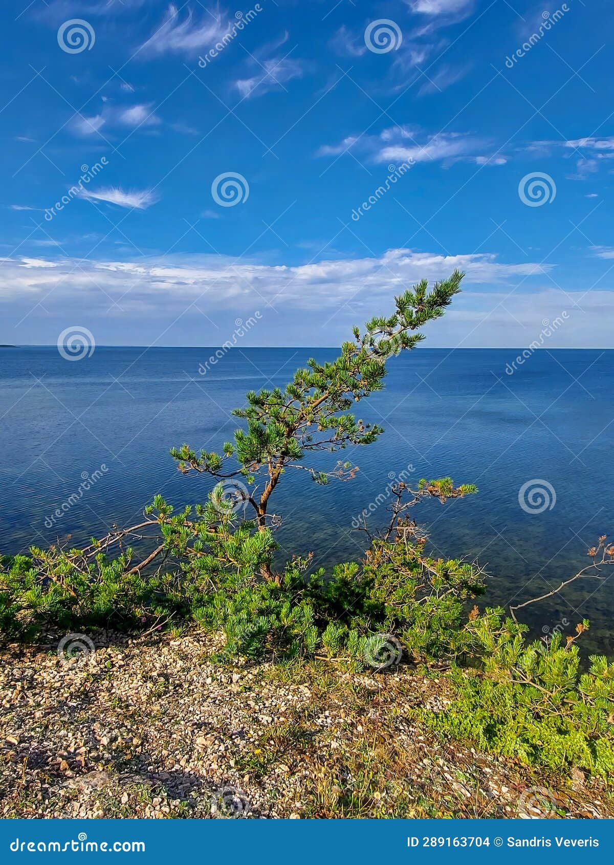 A Small Pine Tree on a High Seashore on the Island of Saaremaa Stock ...