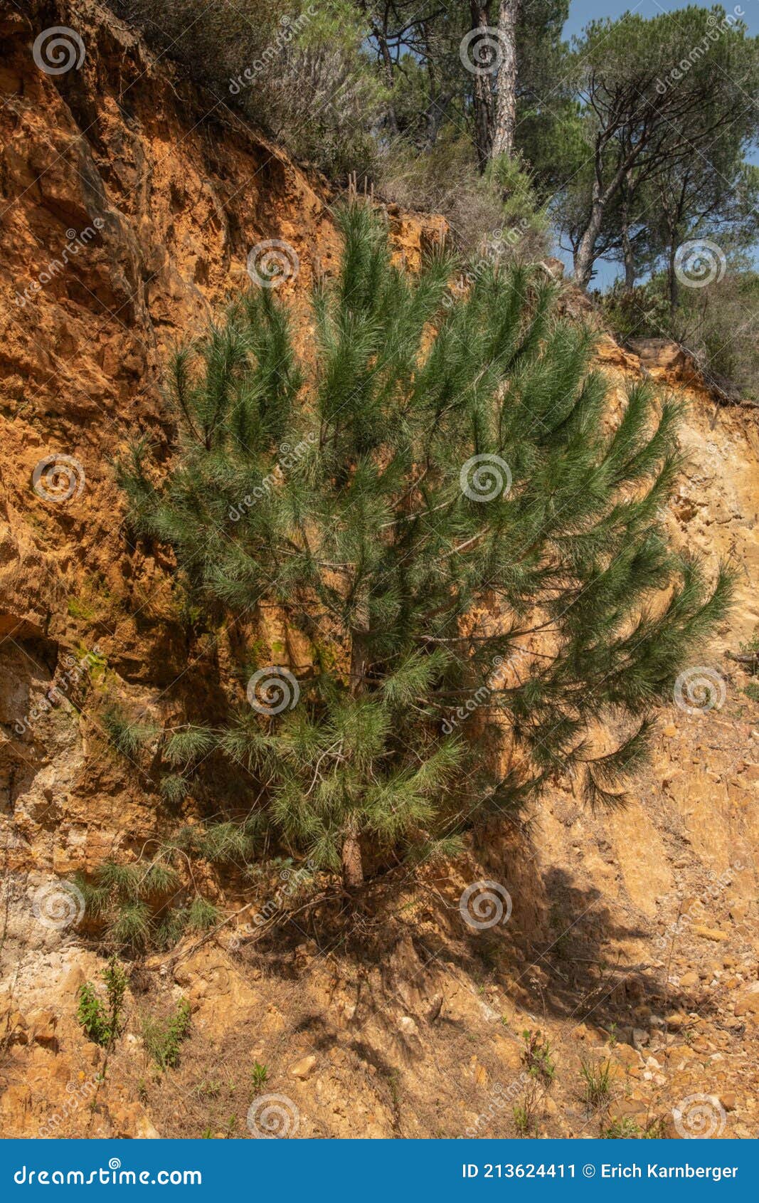 Small pine tree on a hill stock image. Image of mountain - 213624411