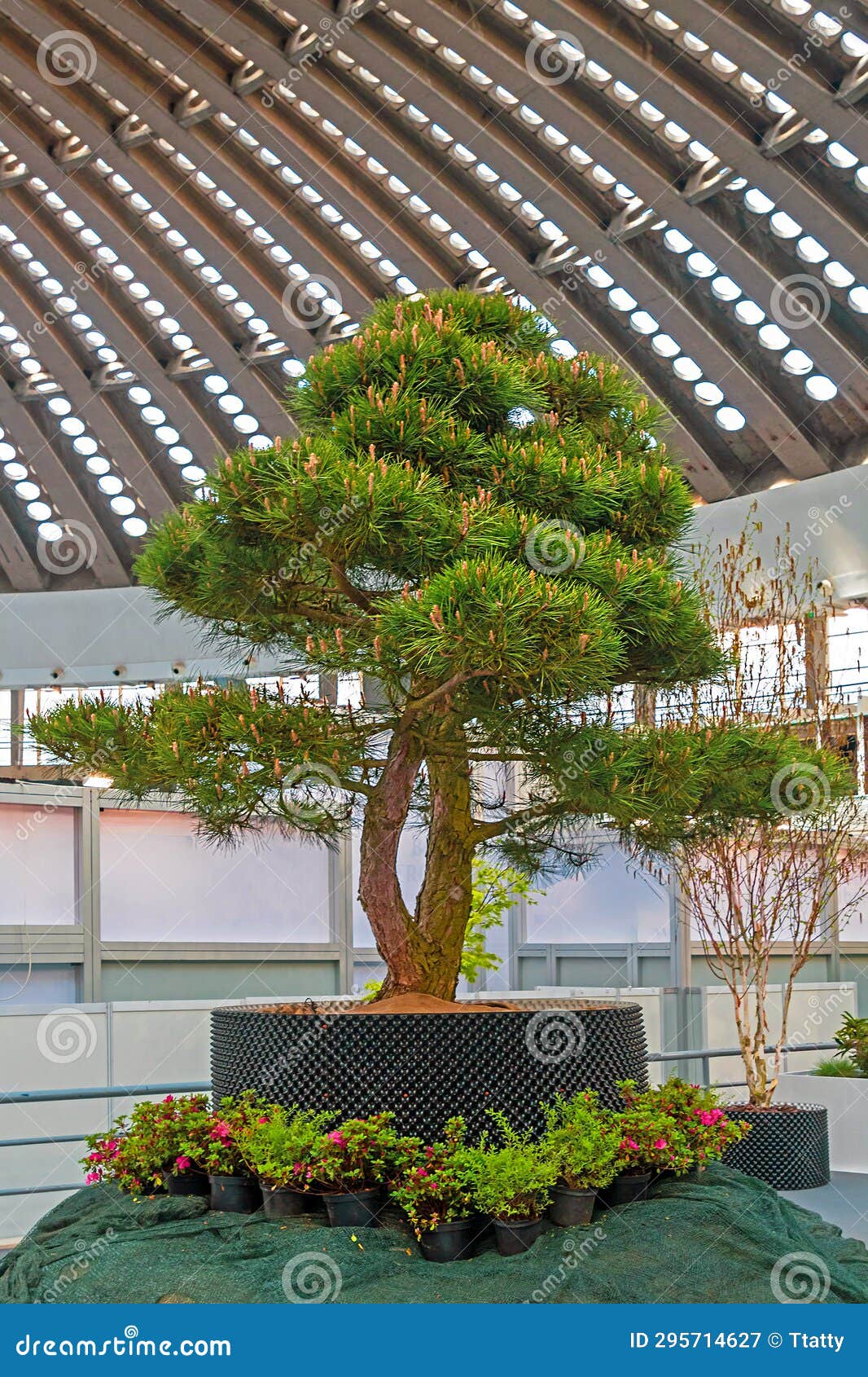 Small pine tree indoors stock image. Image of needle - 295714627