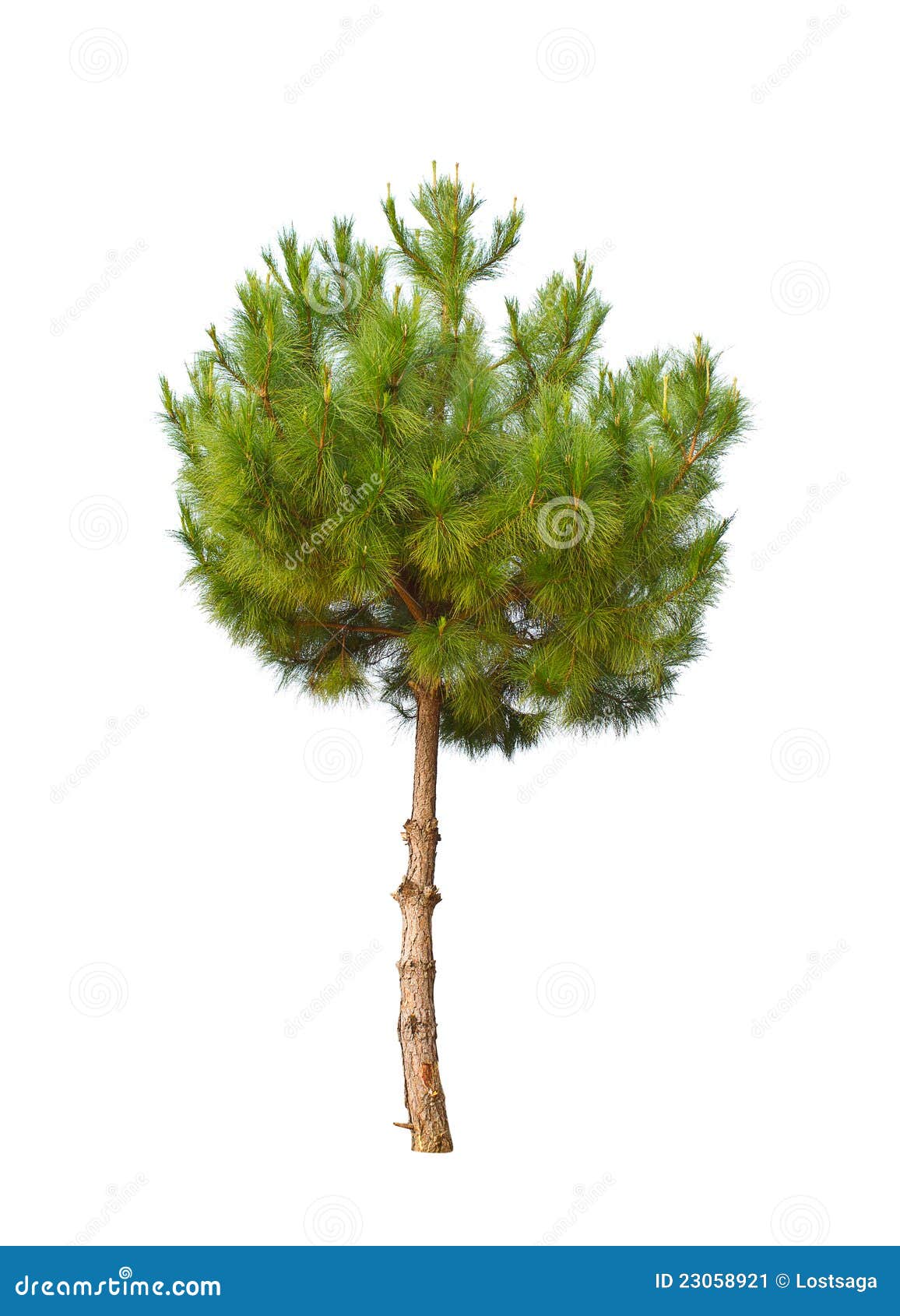 Small pine tree isolated stock image. Image of conservation - 23058921