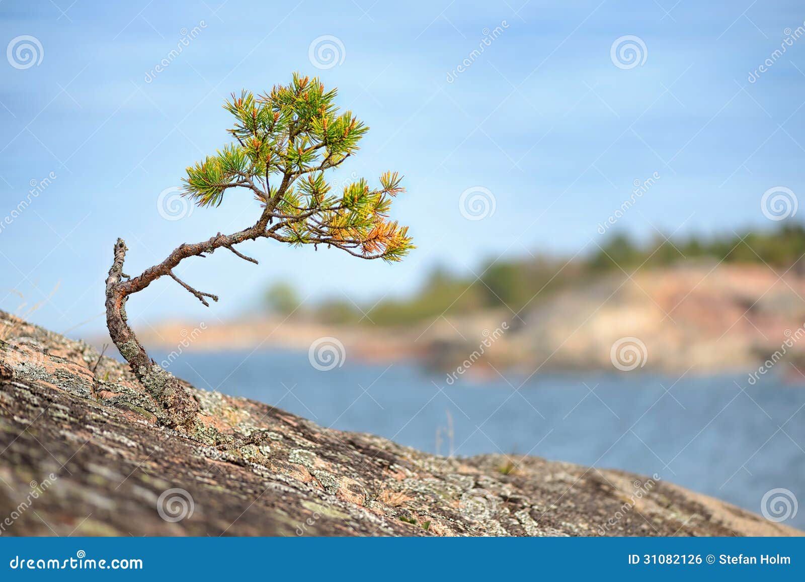 Small Pine tree on a rock stock photo. Image of nature - 31082126